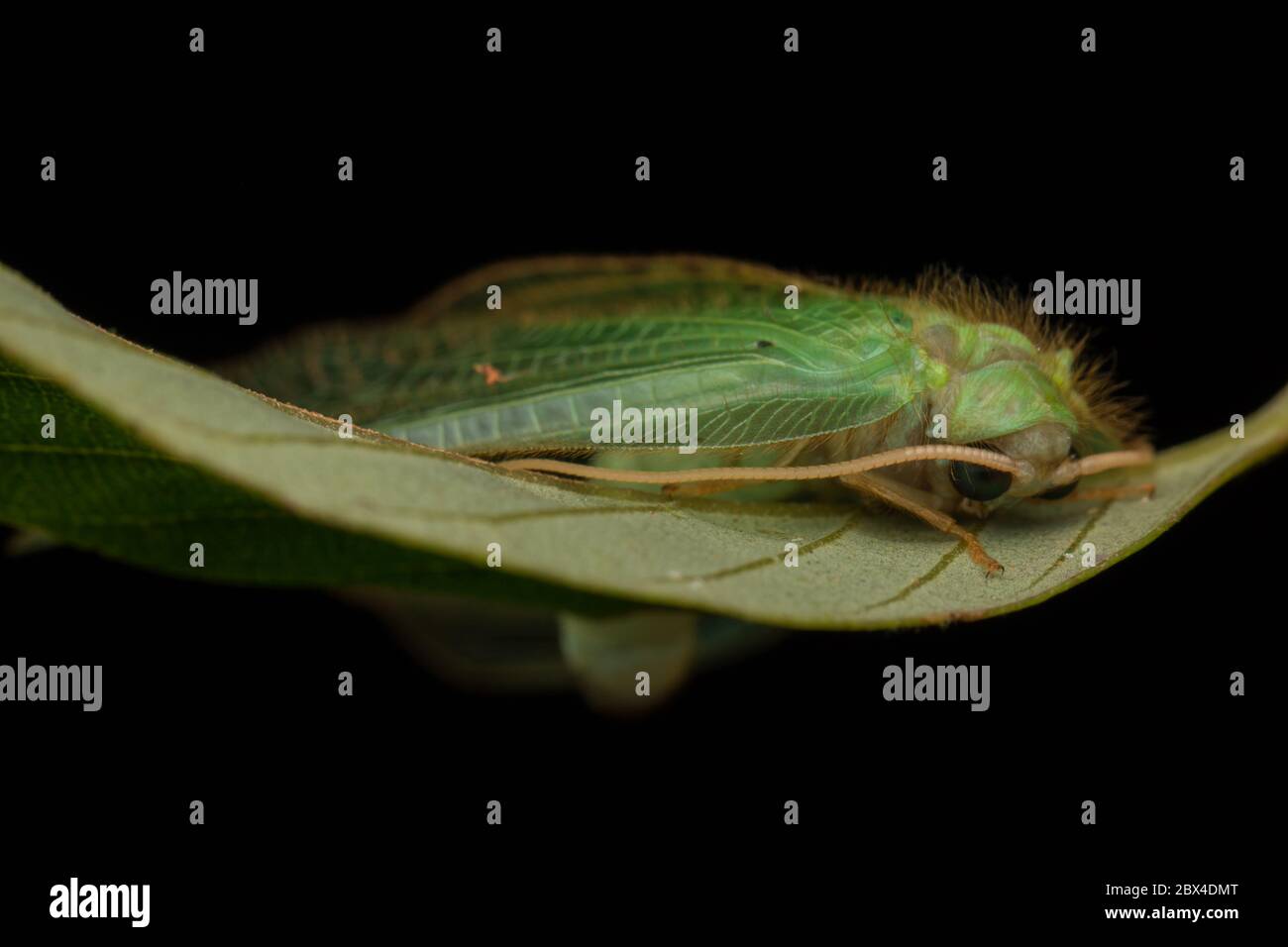 Green Lacewing Moth , Green Lacewing Moth of Borneo Island-nature ...