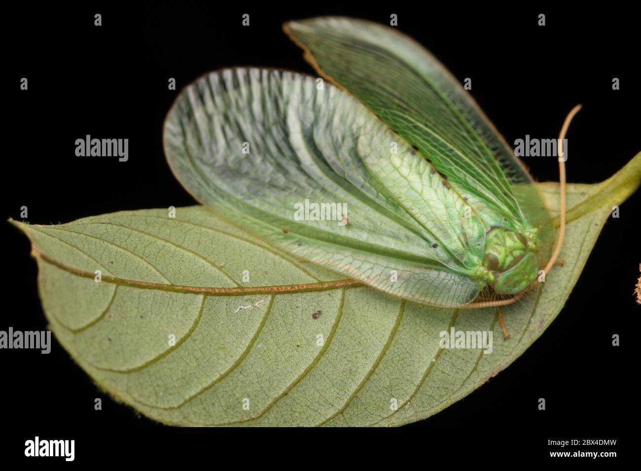 Green Lacewing Moth , Green Lacewing Moth of Borneo Island-nature ...