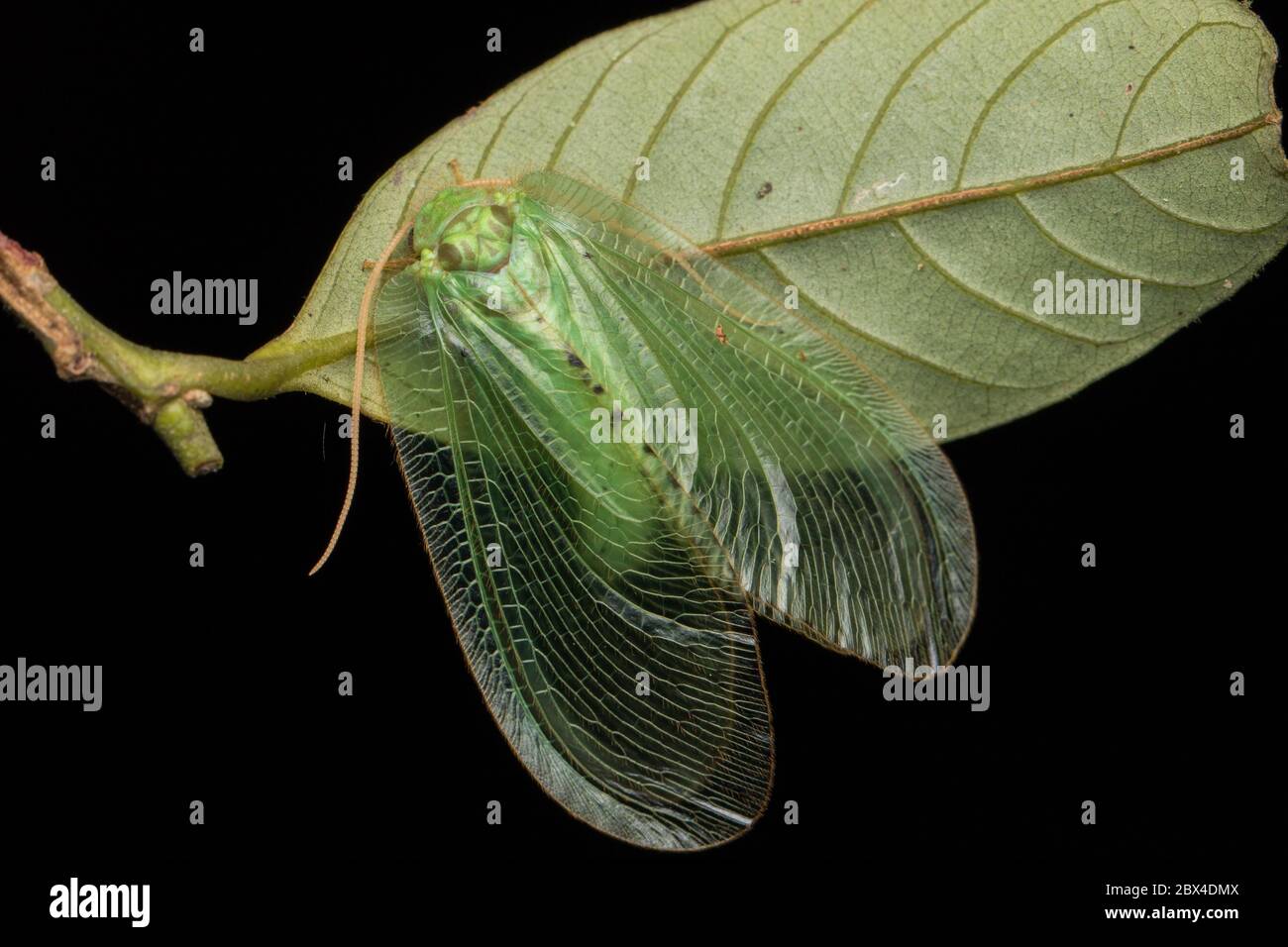 Green Lacewing Moth , Green Lacewing Moth of Borneo Island-nature ...