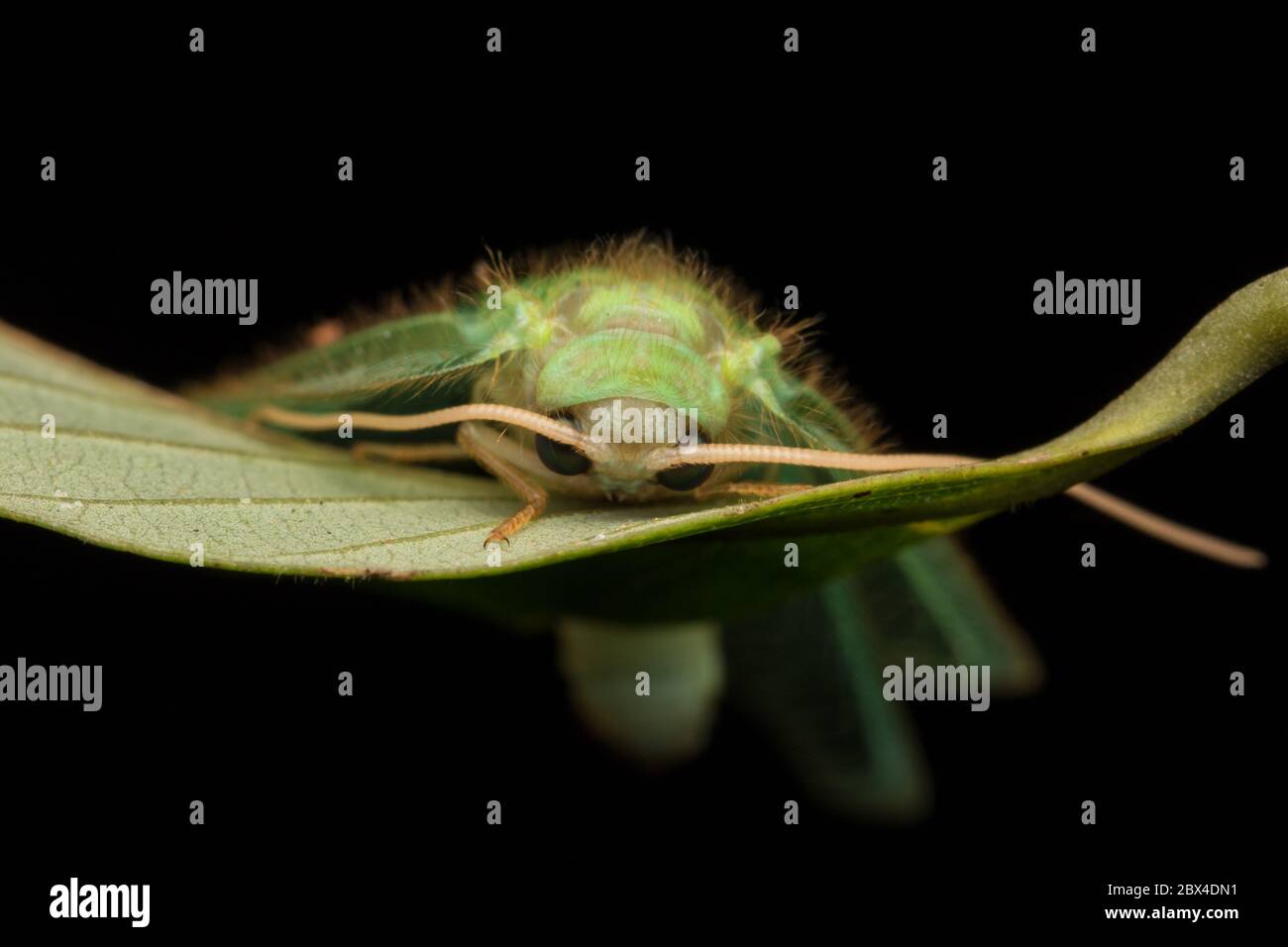 Green Lacewing Moth , Green Lacewing Moth of Borneo Island-nature ...