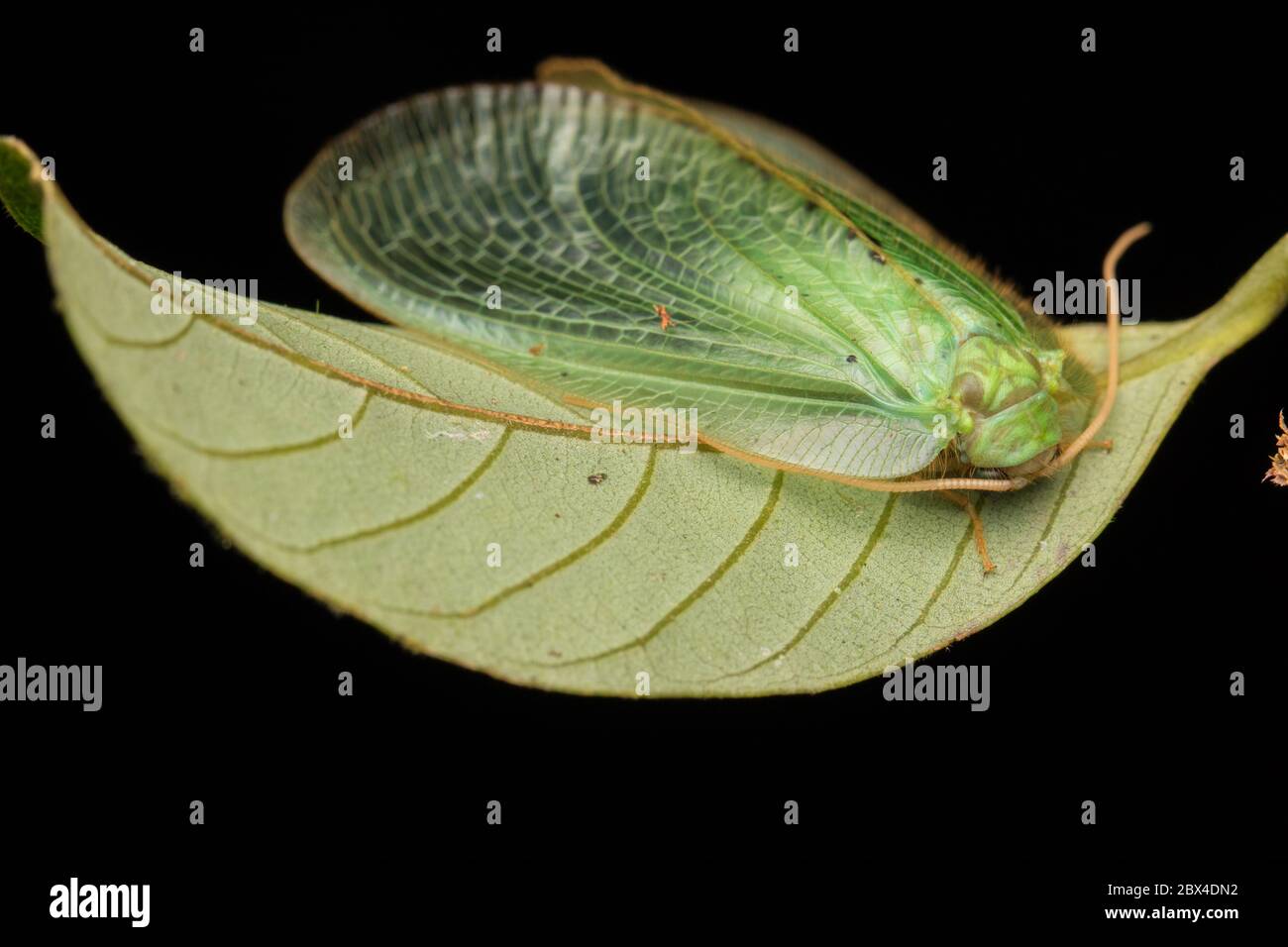Green Lacewing Moth , Green Lacewing Moth of Borneo Island-nature ...