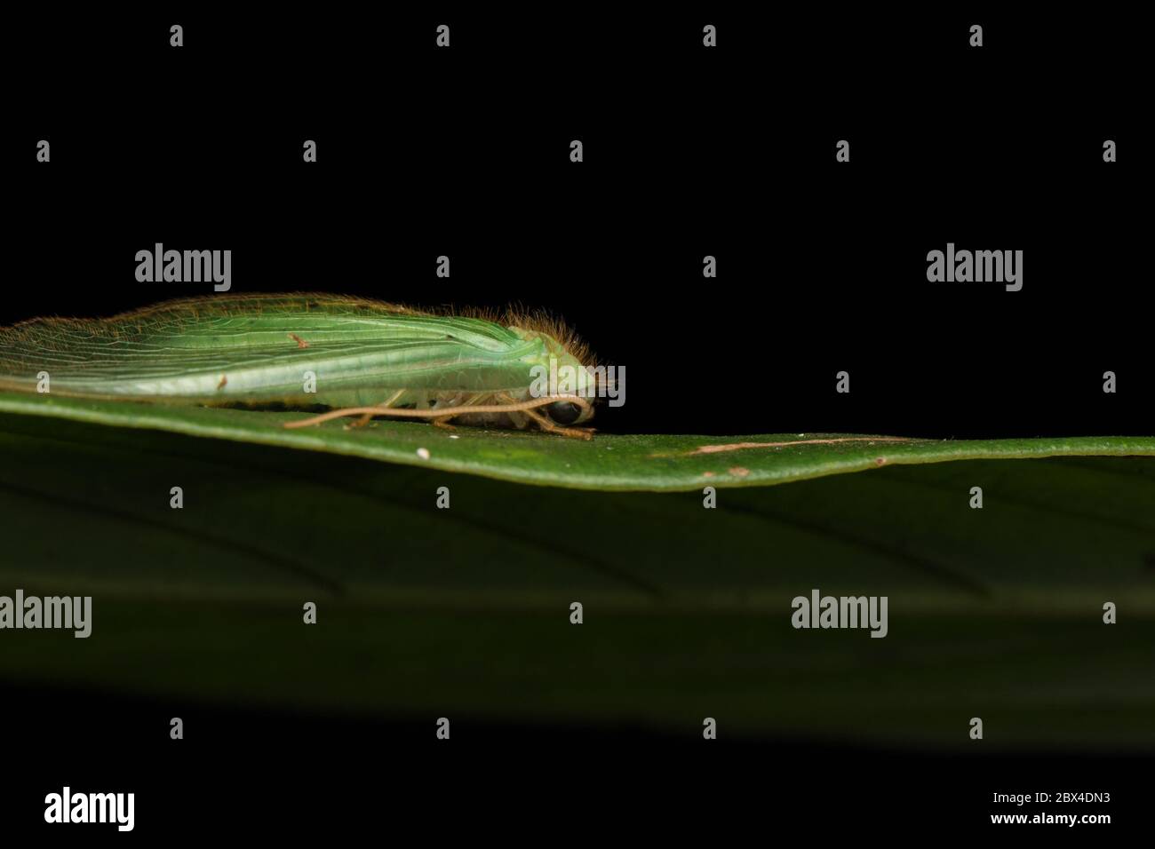 Green Lacewing Moth , Green Lacewing Moth of Borneo Island-nature ...