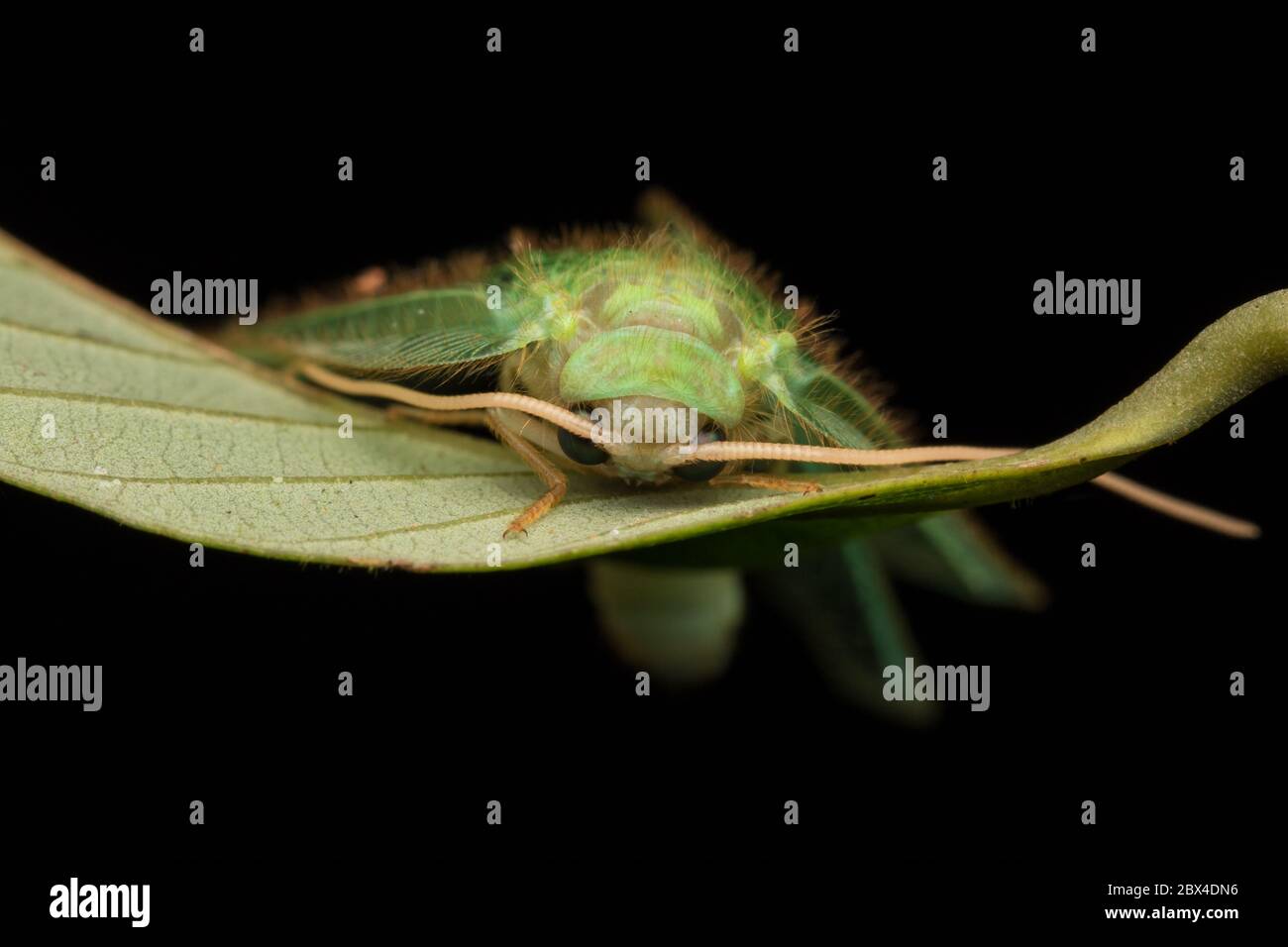 Green Lacewing Moth , Green Lacewing Moth of Borneo Island-nature ...