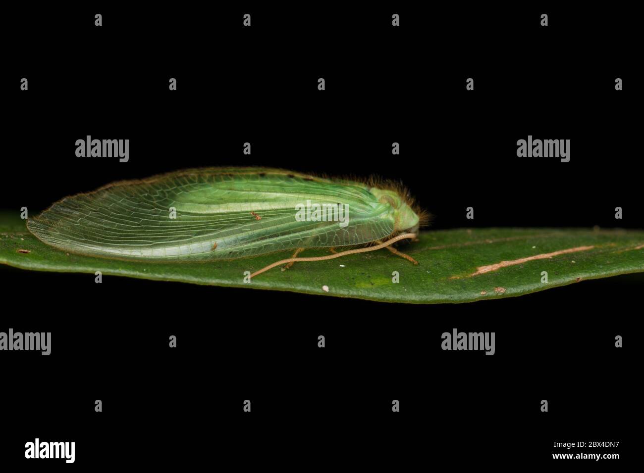 Green Lacewing Moth , Green Lacewing Moth of Borneo Island-nature ...