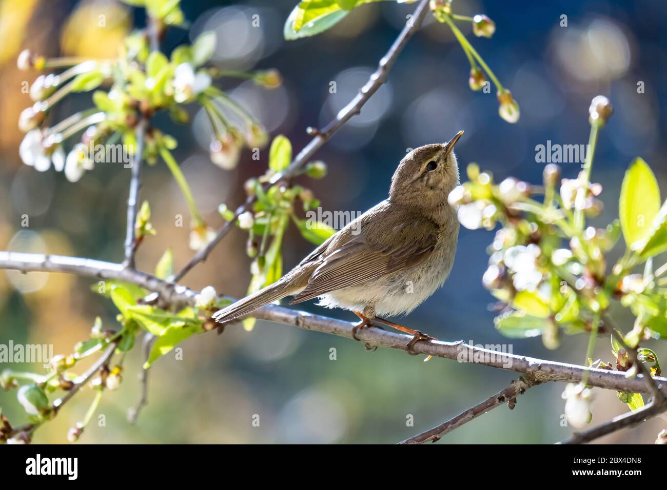 Curious bird hi-res stock photography and images - Alamy