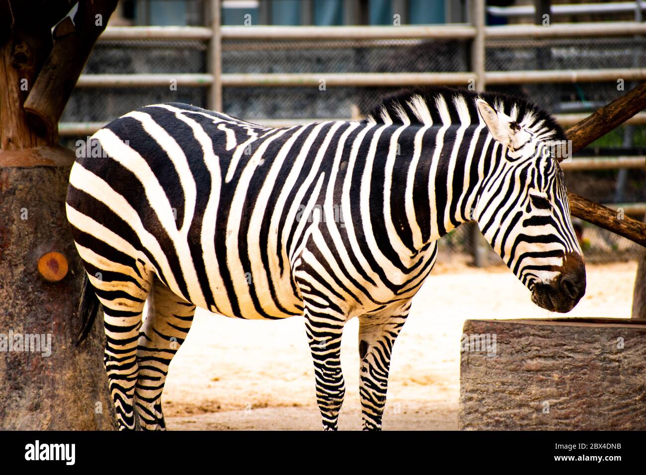 Zebra Enclosure High Resolution Stock Photography and Images - Alamy