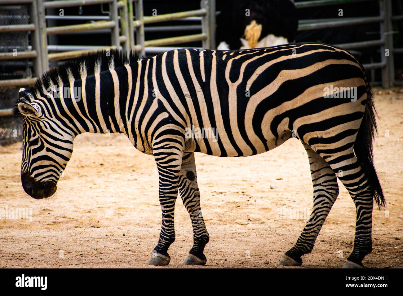 Zebra in zoo enclosure hi-res stock photography and images - Alamy