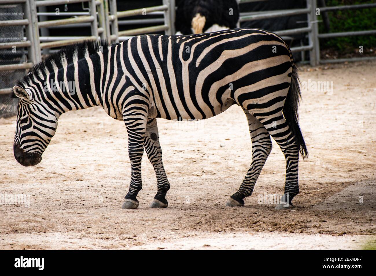 Zebra in zoo enclosure hi-res stock photography and images - Alamy