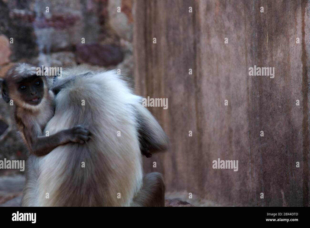 Female monkey langur and her cub collect grain from pilgrims ...