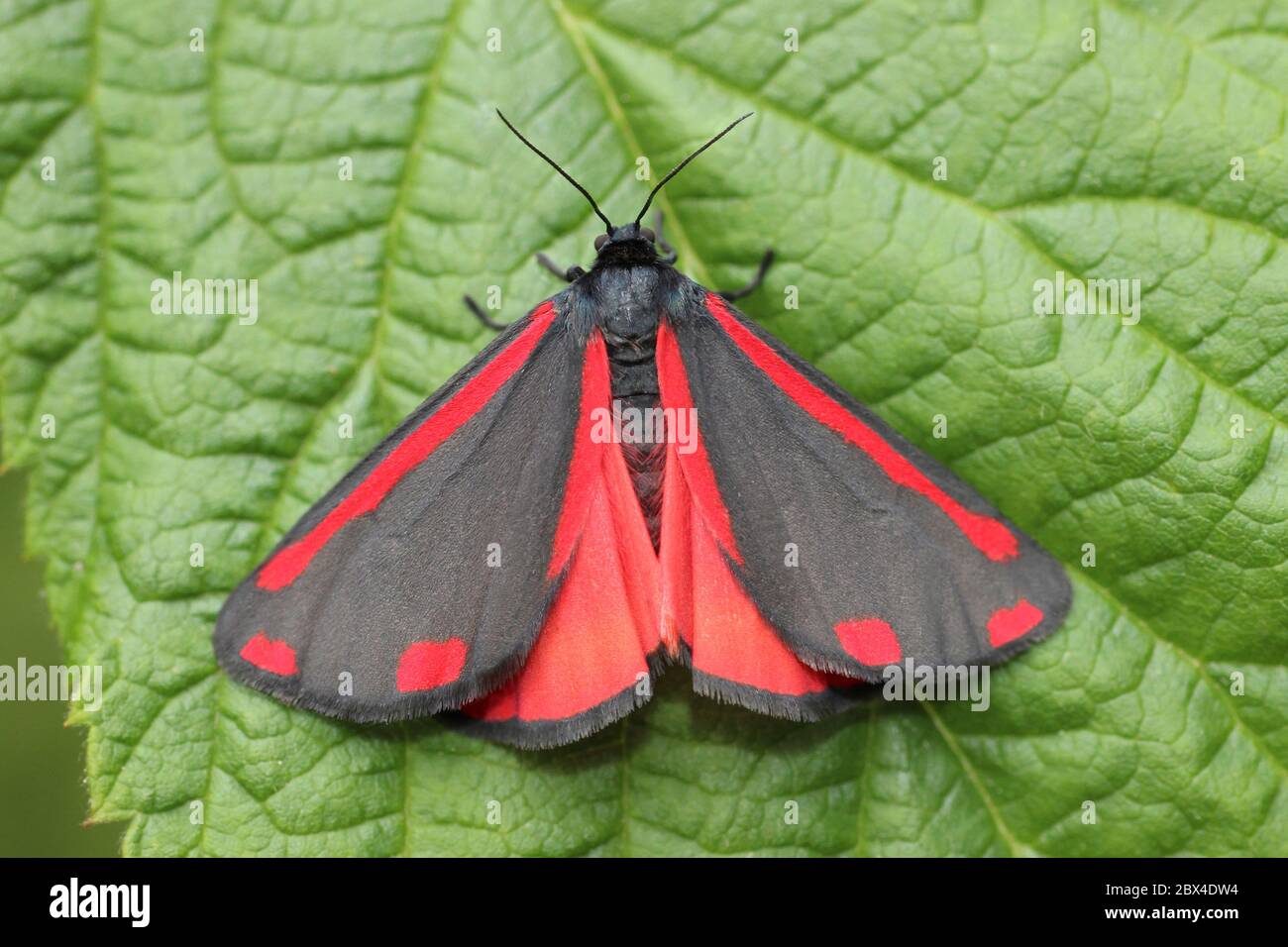 Cinnabar Moth Tyria jacobaeae Stock Photo - Alamy