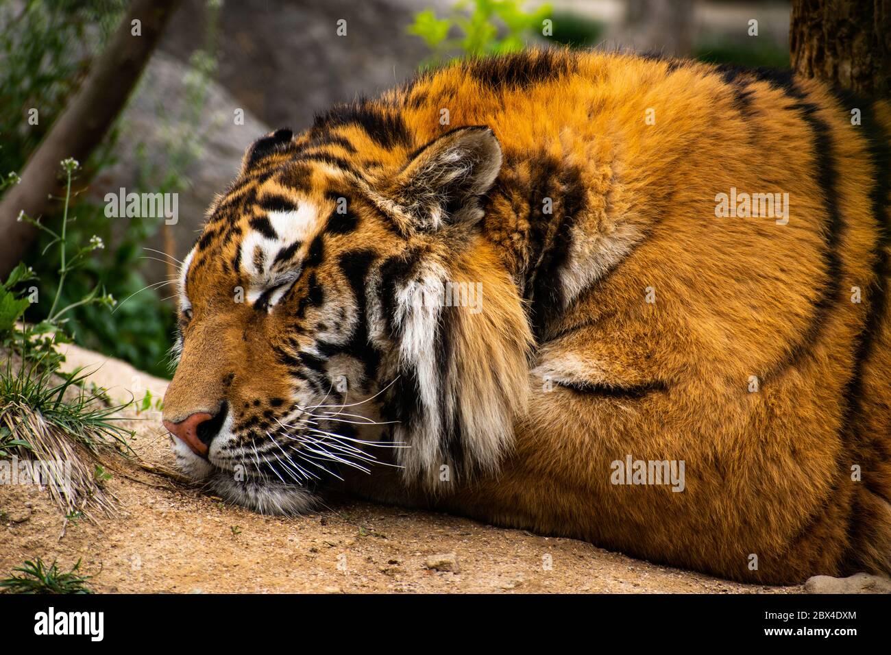 Fast tiger hi-res stock photography and images - Alamy