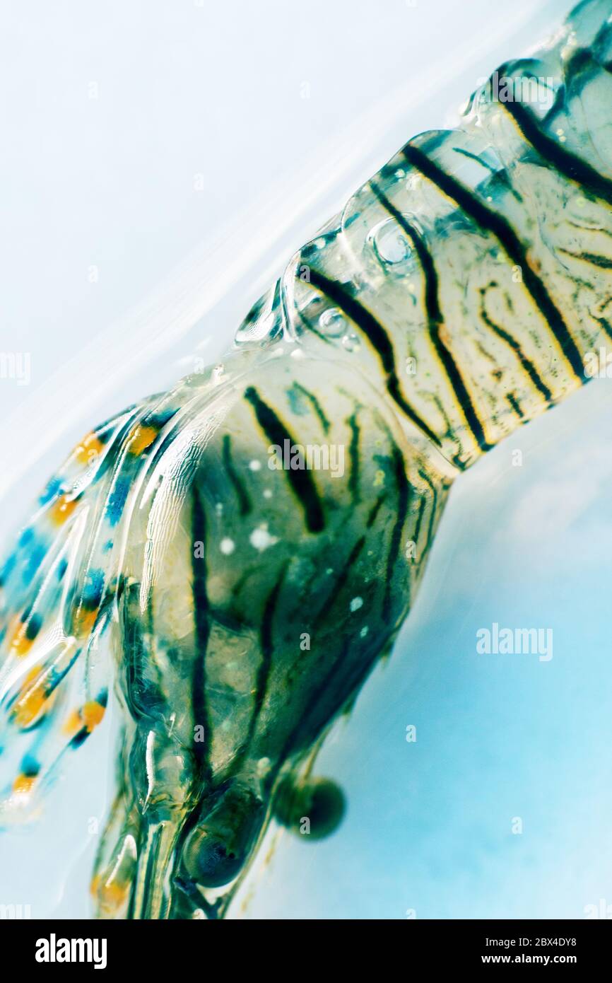 Rockpool shrimp (Palaemon elegans) from southern coast of Black Sea ...