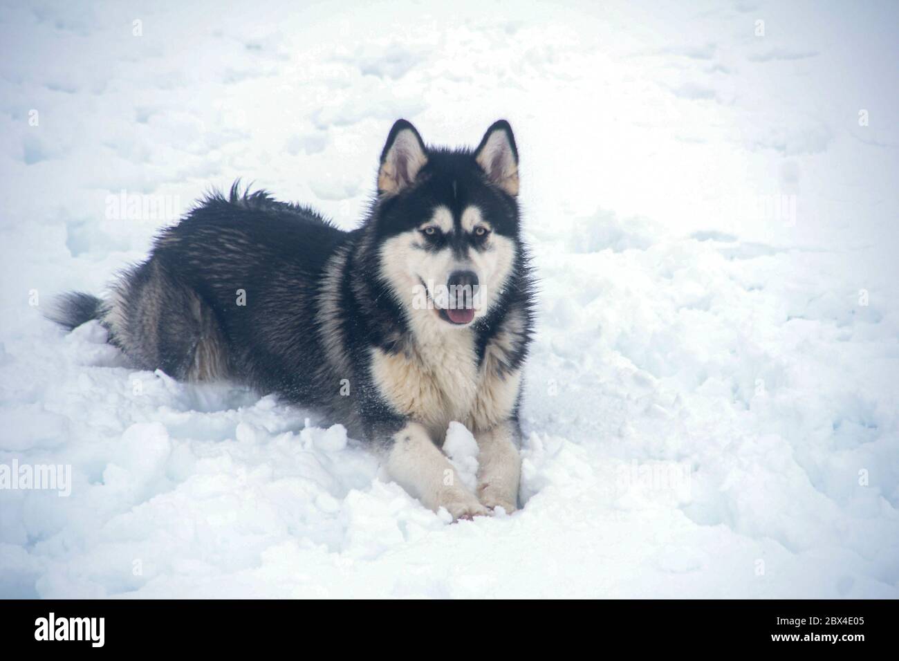 Alaskan Environment High Resolution Stock Photography and Images - Alamy