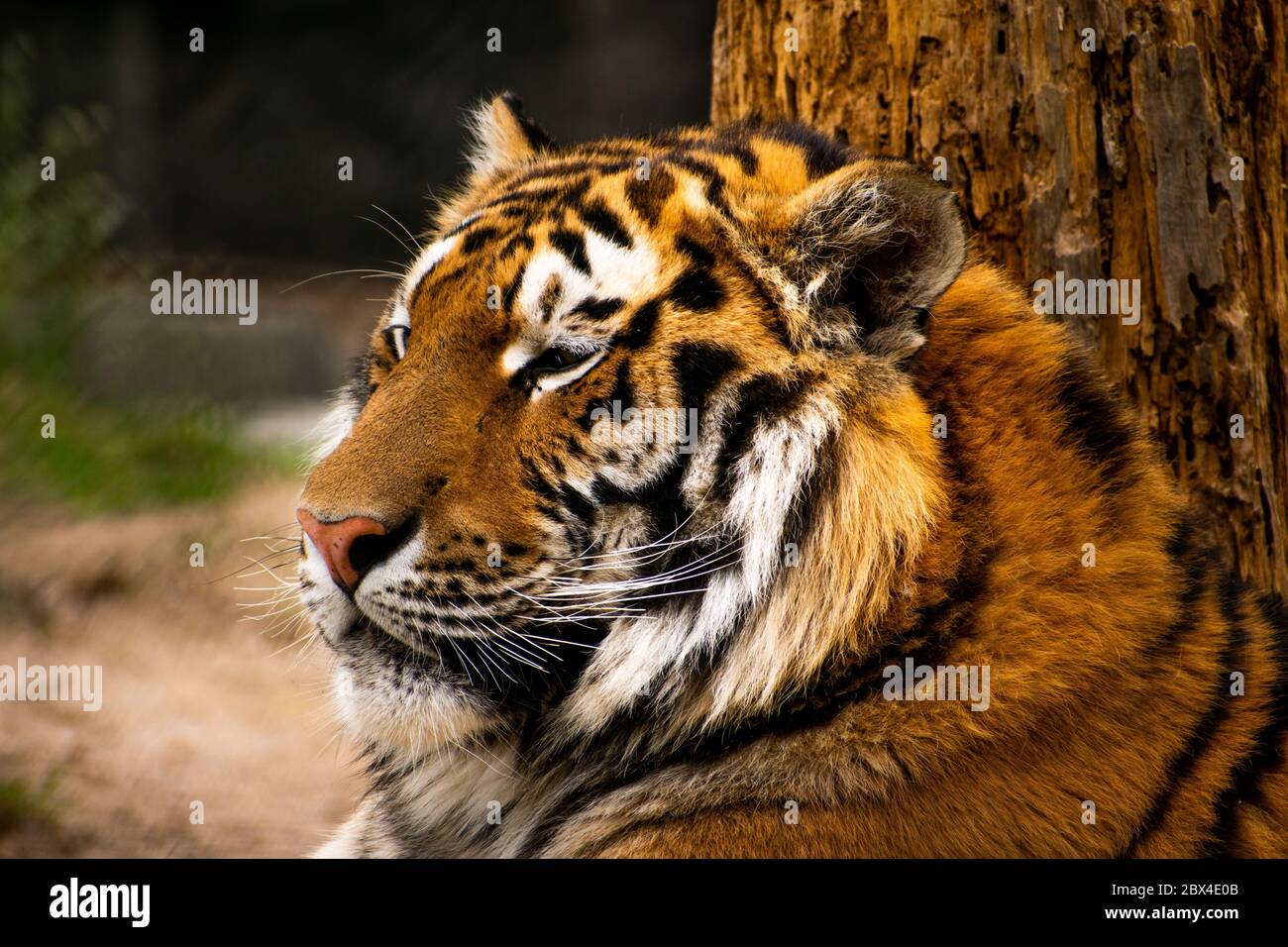 Closeup portrait of a Siberian Tiger from local city zoo Stock Photo ...