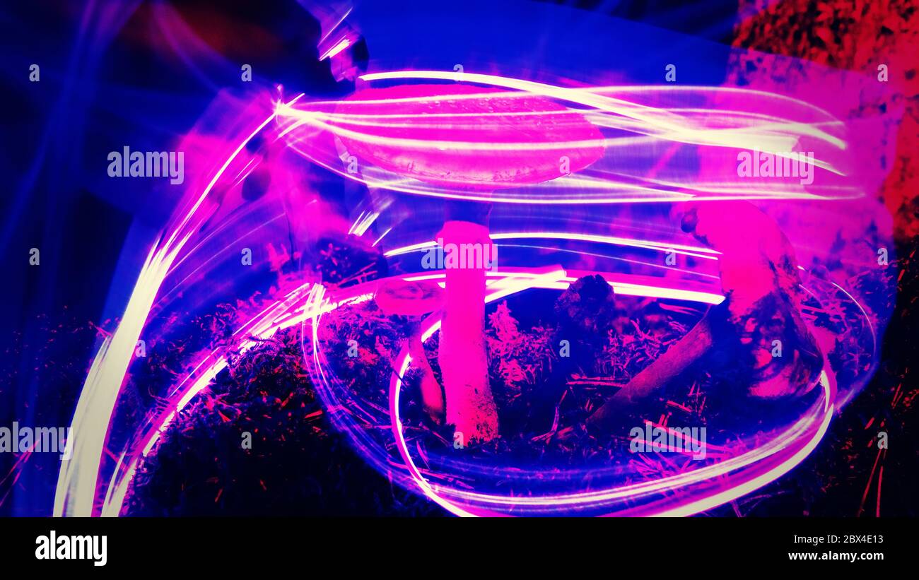 Neon nature. Mushrooms and plants illuminated by inert gas. Paradoxical ...