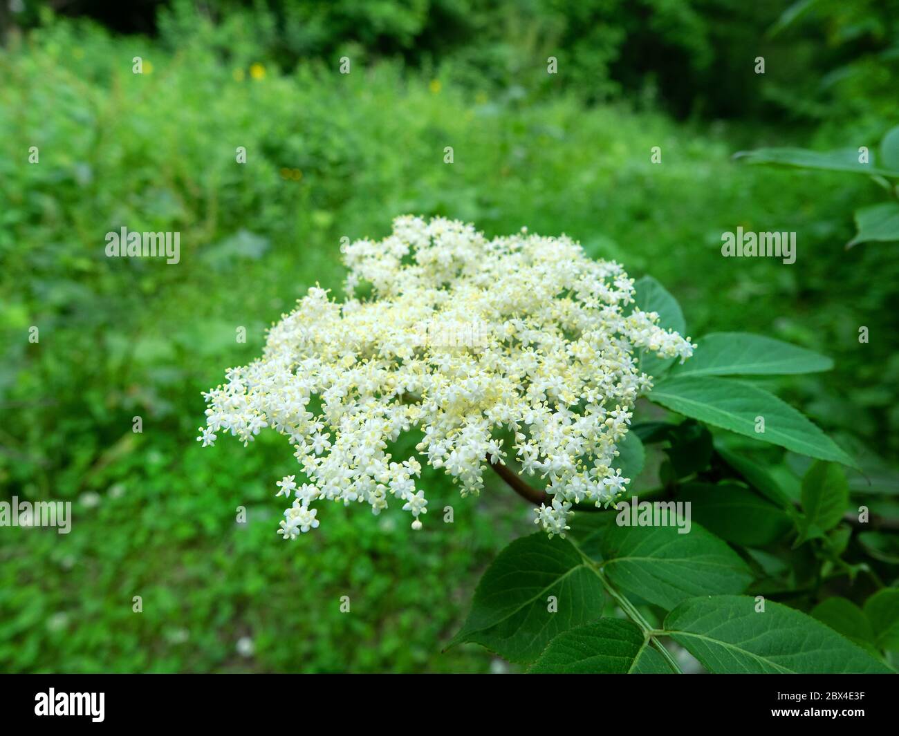 Common names: elder, black elder, European elder, European elderberry ...