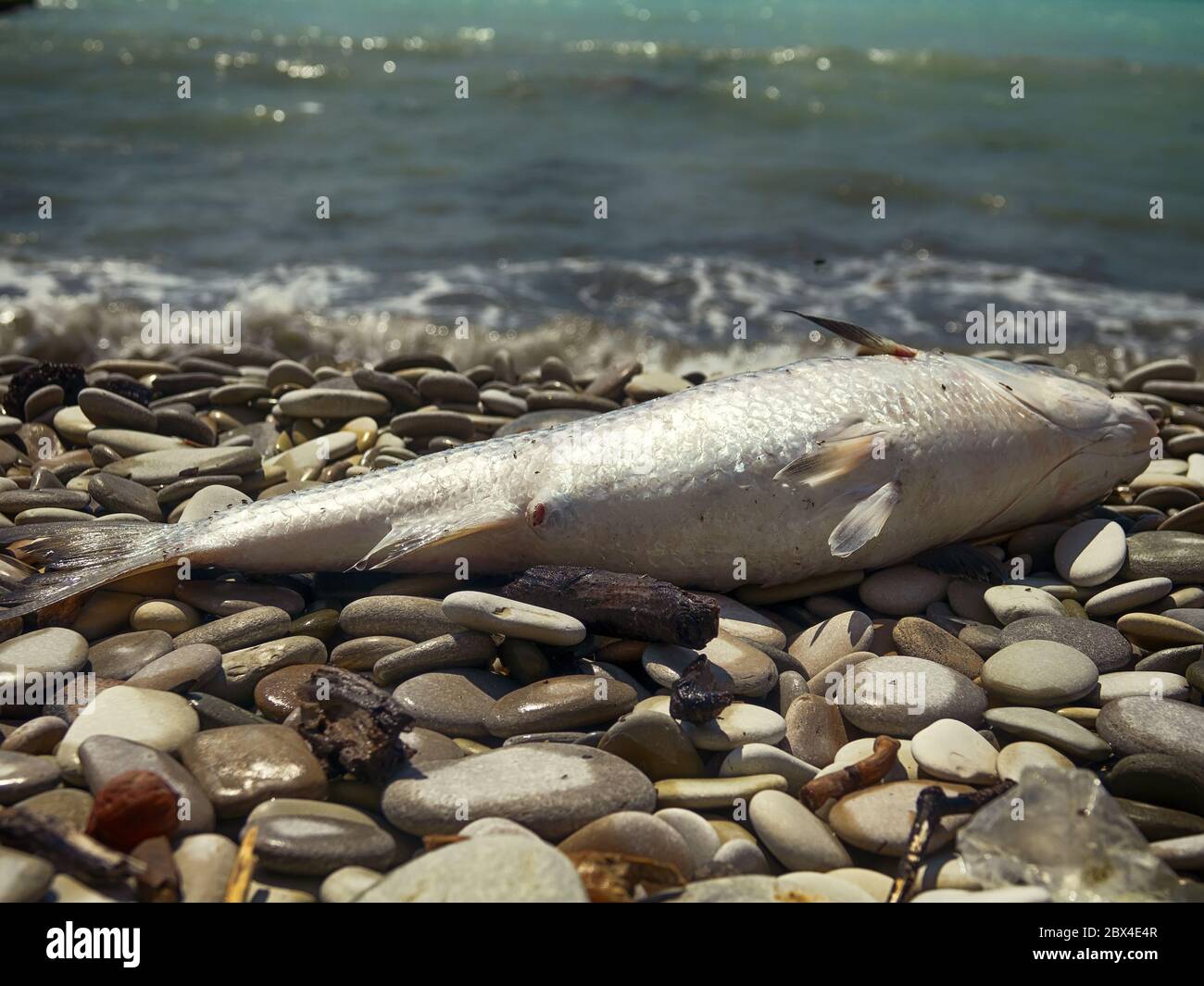 Dead mullet (Mugil) on shore of sea, fish with no external injuries ...