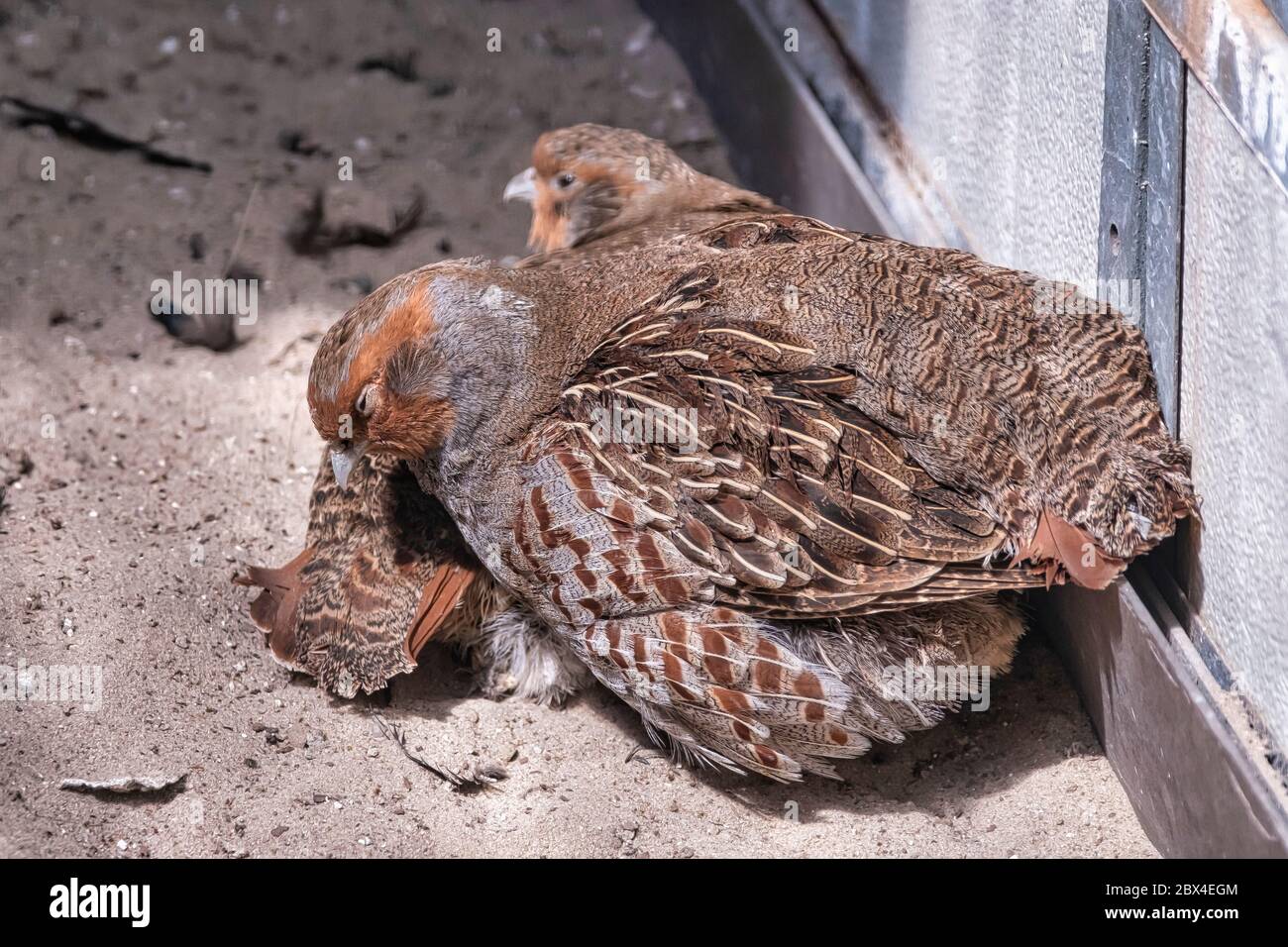 Two common Quail, Coturnix coturnix, birds in the nature habitat. Quail ...