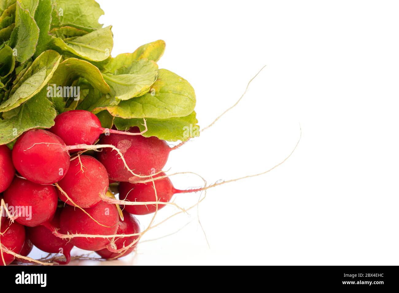Radish tops hi-res stock photography and images - Alamy