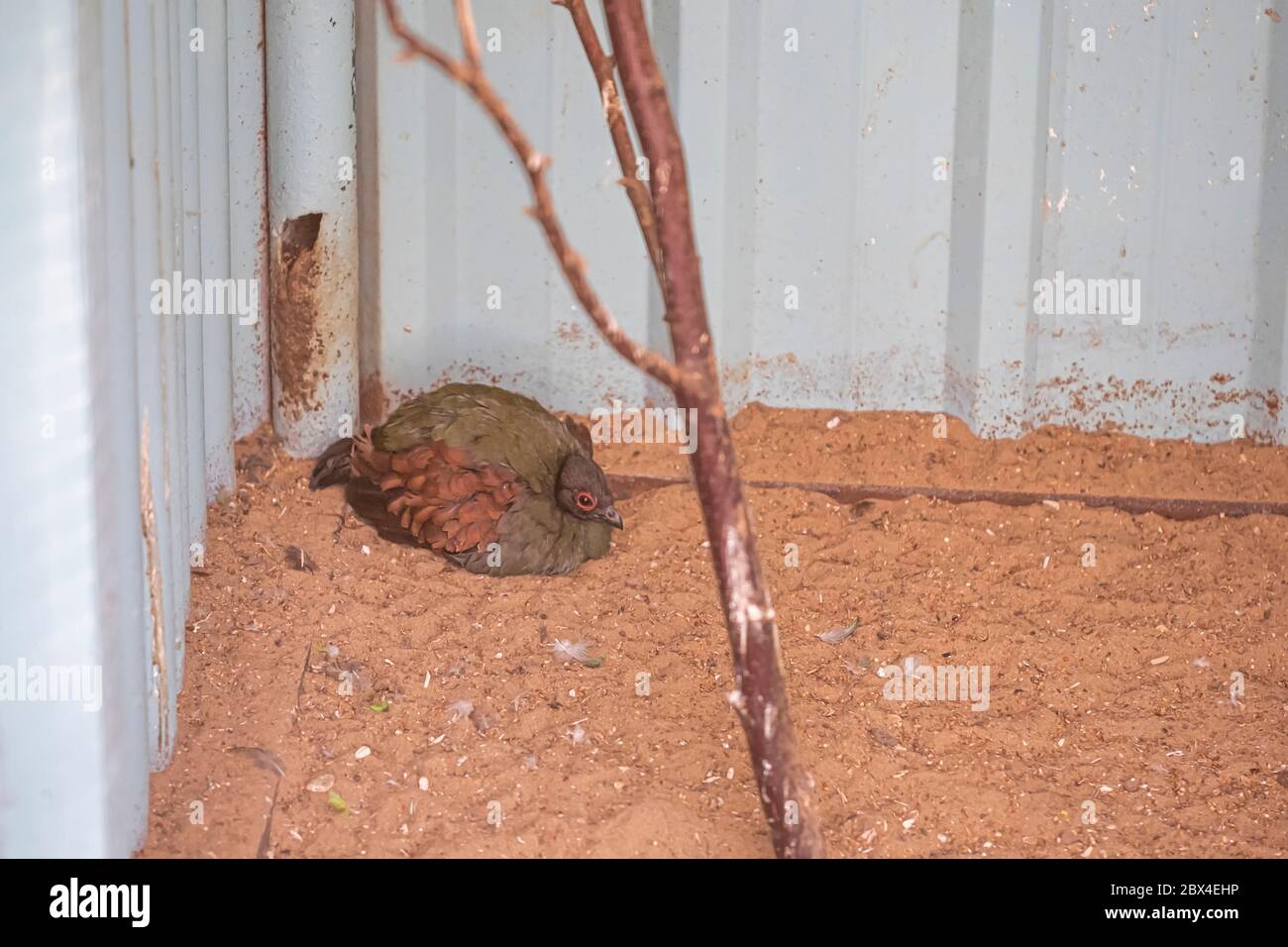 Crested wood partridge, Rollulus rouloul, portrait, captive, native to ...