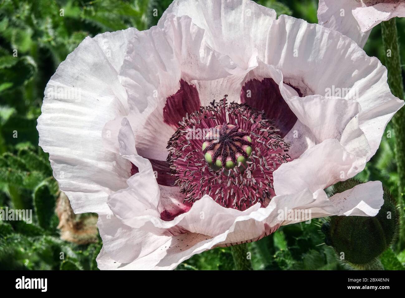 Oriental Poppy Papaver orientale 'Perry's White' Stock Photo - Alamy