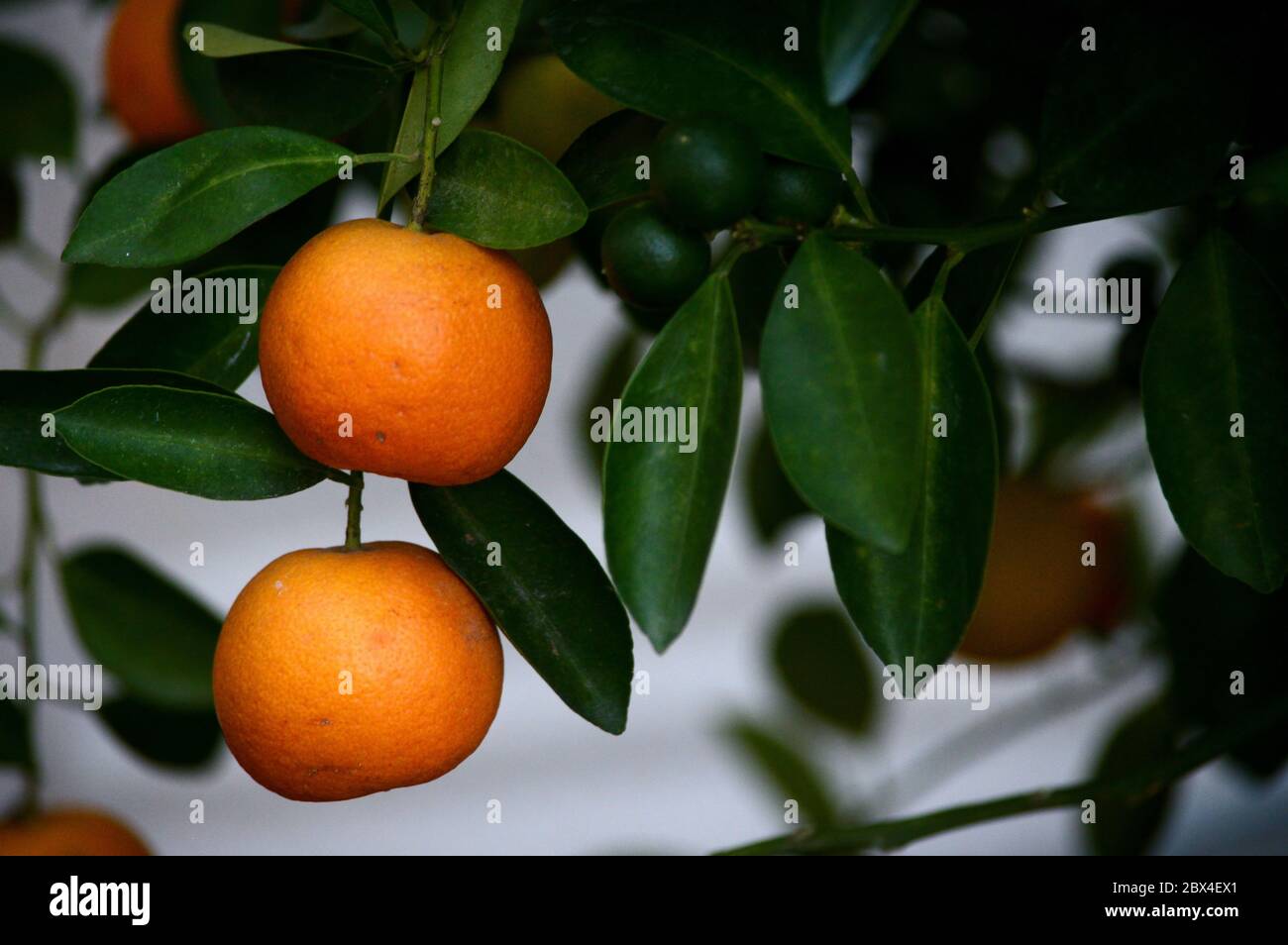 Fresh Oranges on the Tree Stock Photo - Alamy