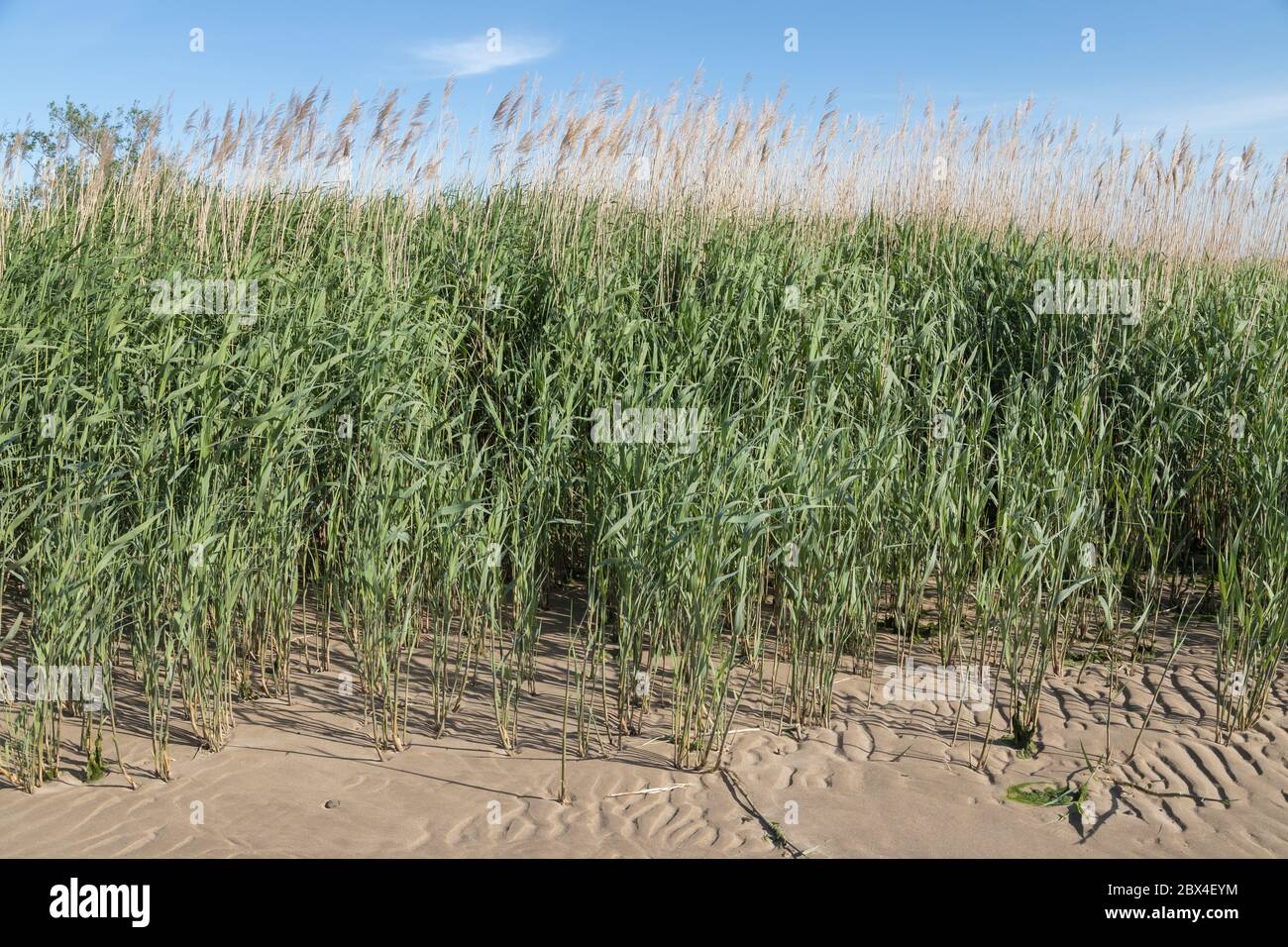 reeds on the shore of river Elbe Stock Photo - Alamy