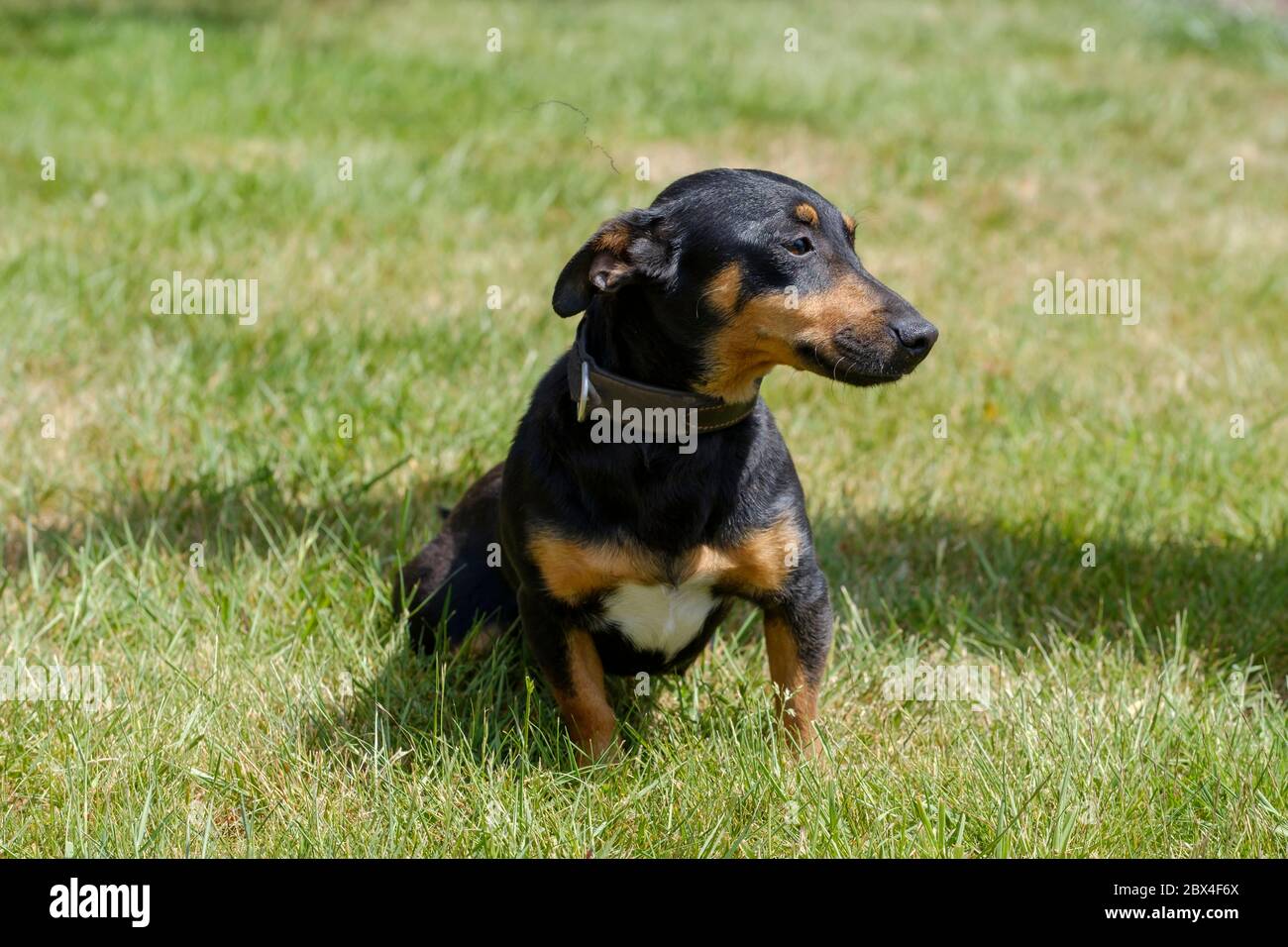 Black and tan Jack Russell Terrier posing in full body, sits in the ...