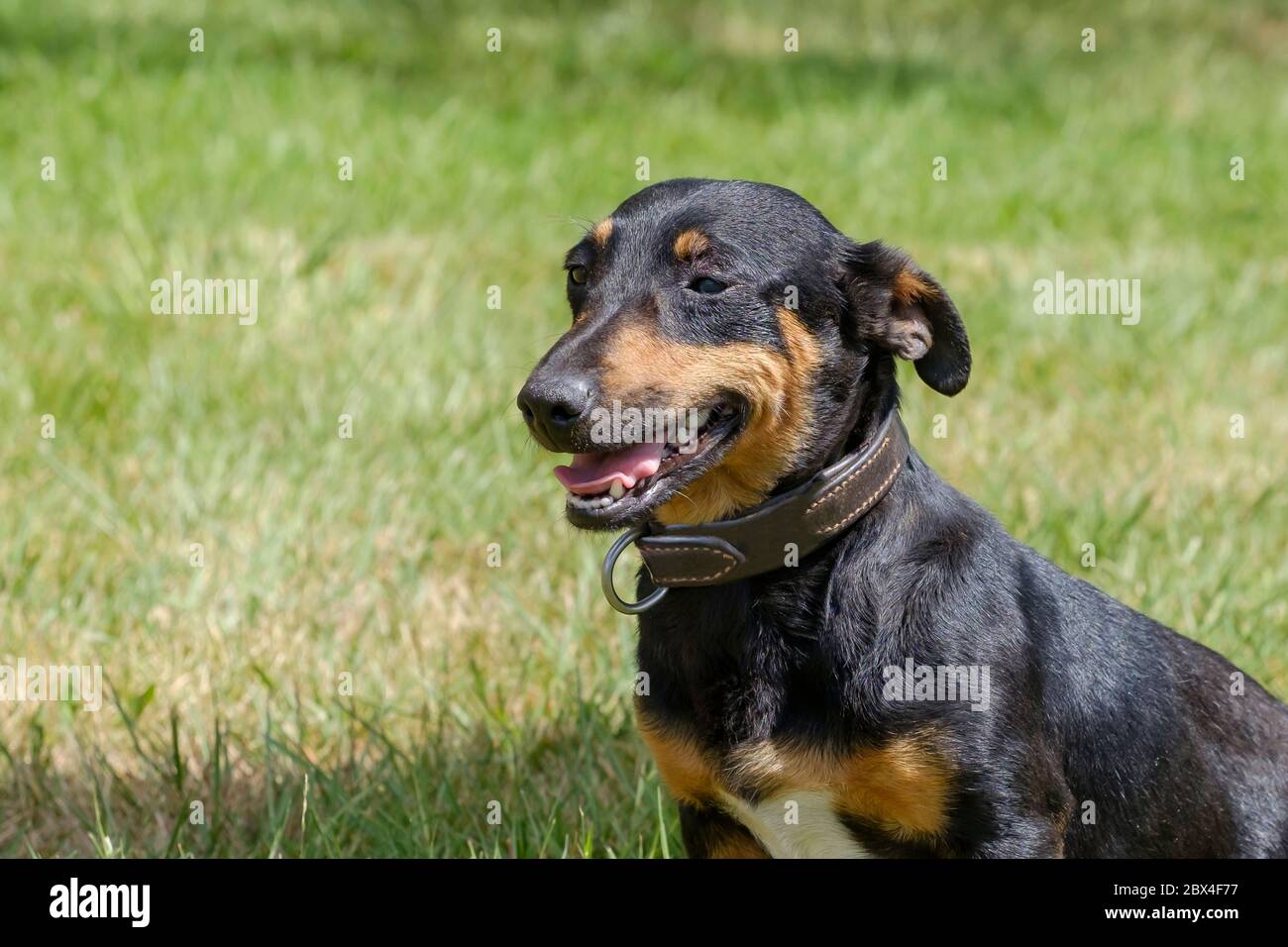 Black and tan Jack Russell Terrier posing in full body, sits in the ...
