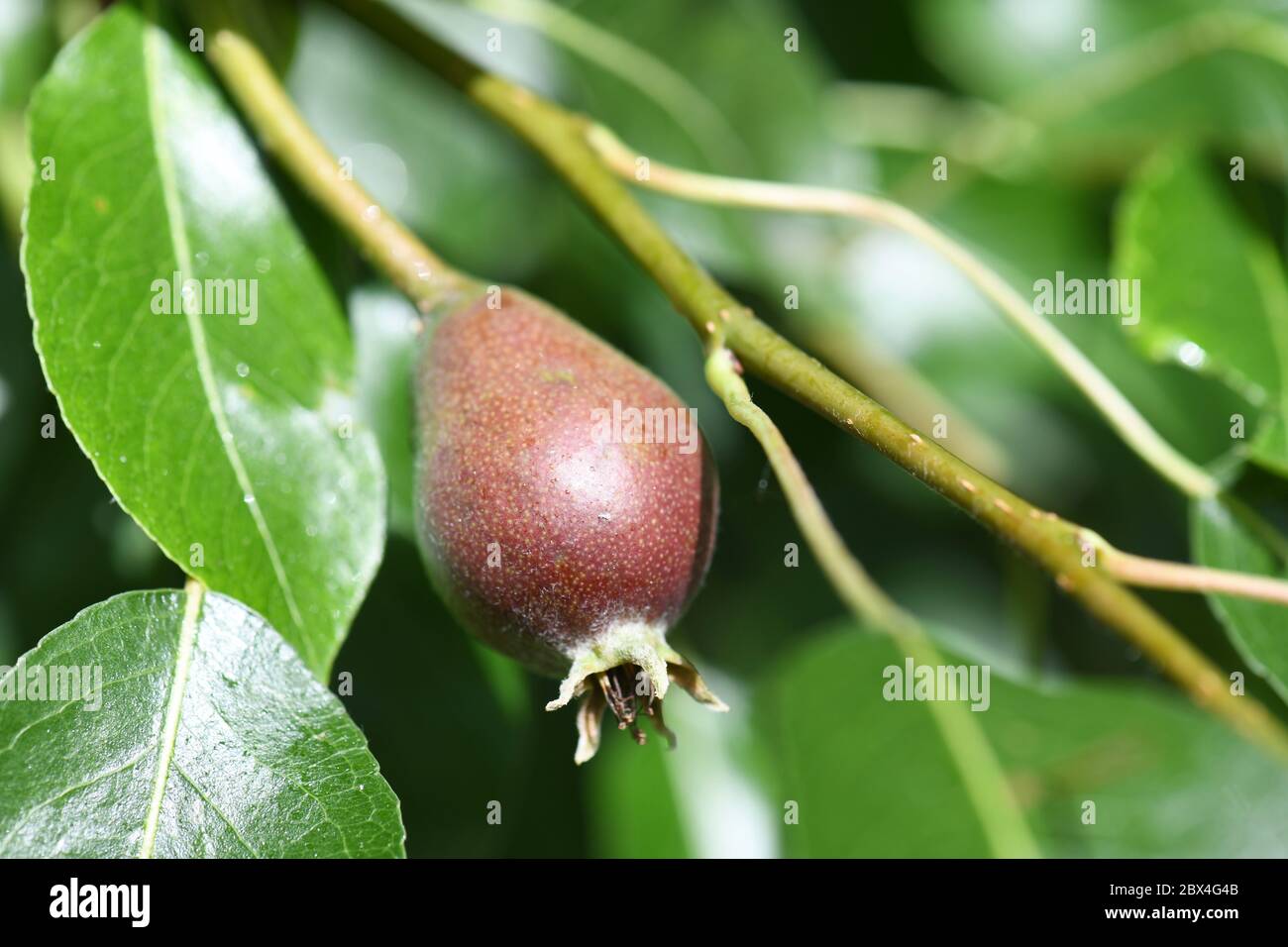 kleine rotbackige Birne - Perus - am Stamm hängend Stock Photo - Alamy