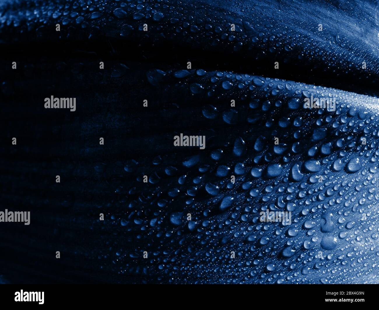 Large beautiful shiny drops of transparent water on a macro of a large ...