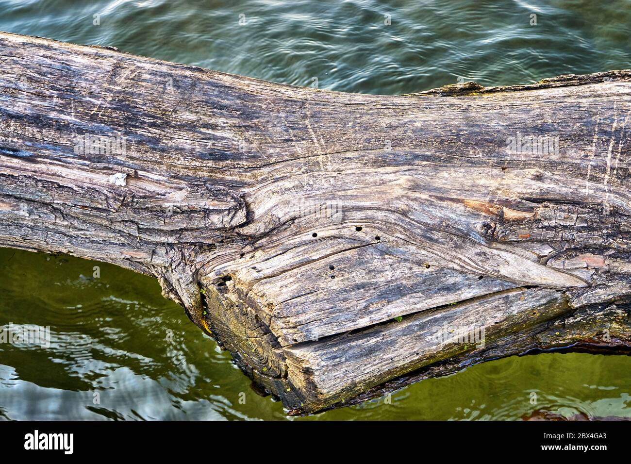 Dried pale tree stump in the water as a natural background Stock Photo ...