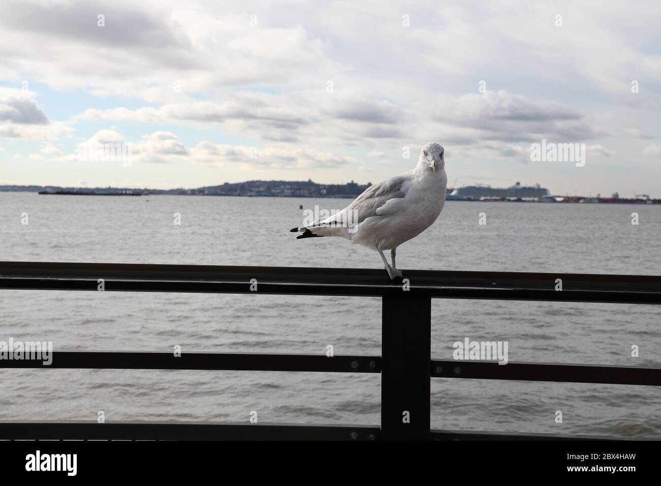 Seagull poses hi-res stock photography and images - Alamy