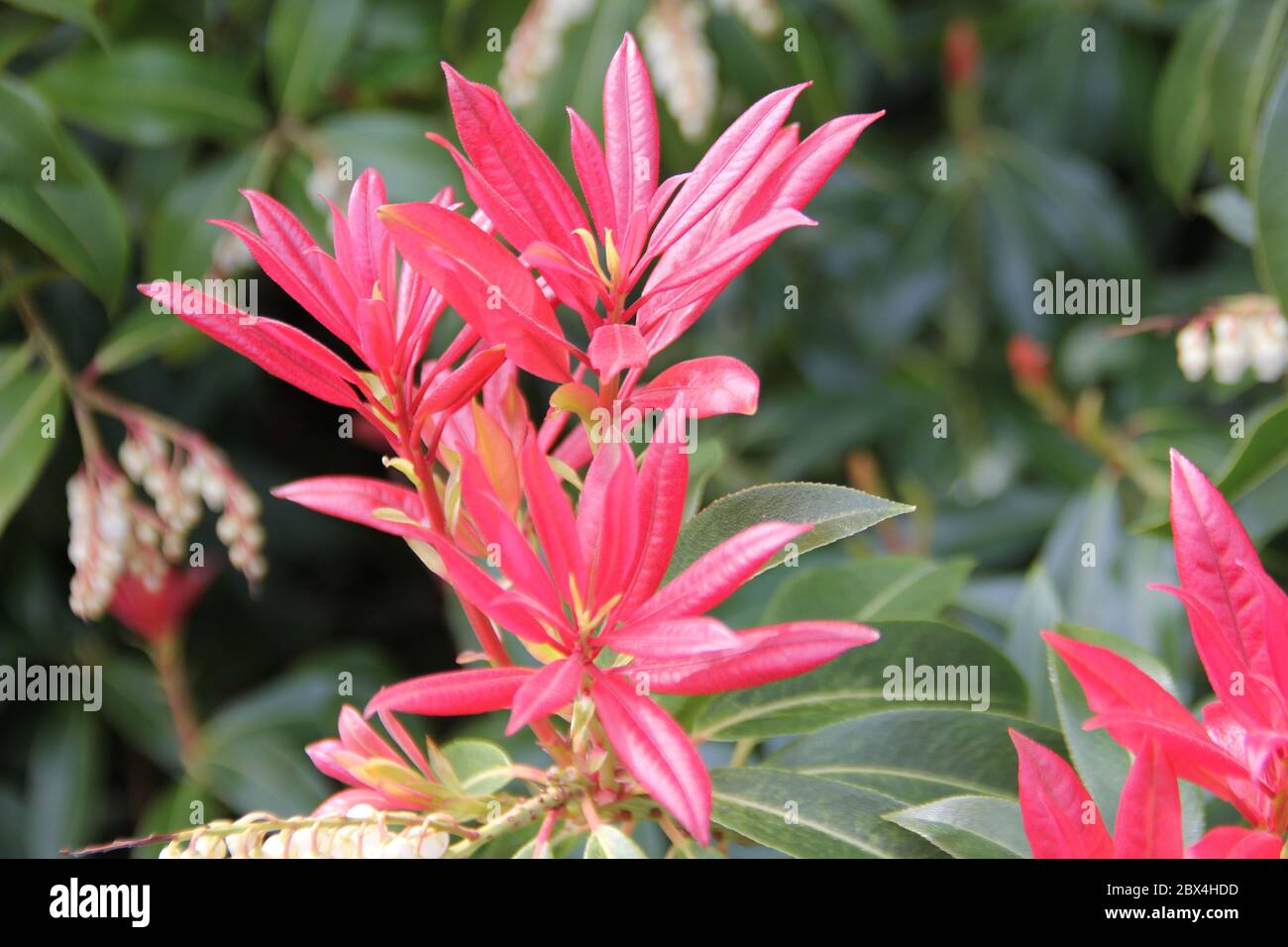 Lady penrhyn hi-res stock photography and images - Alamy