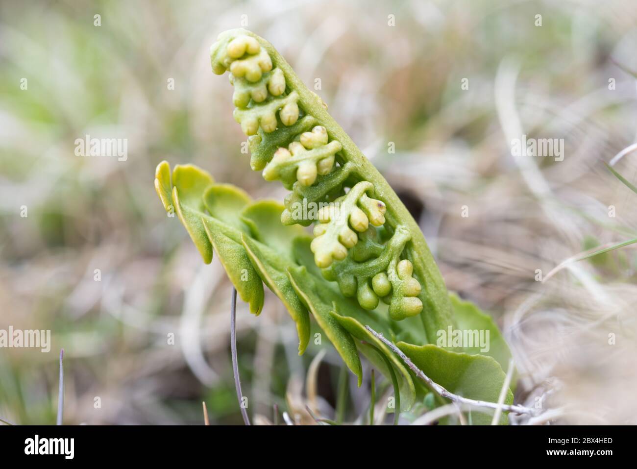 Moonwort in grassland, Botrychium lunaria Stock Photo - Alamy