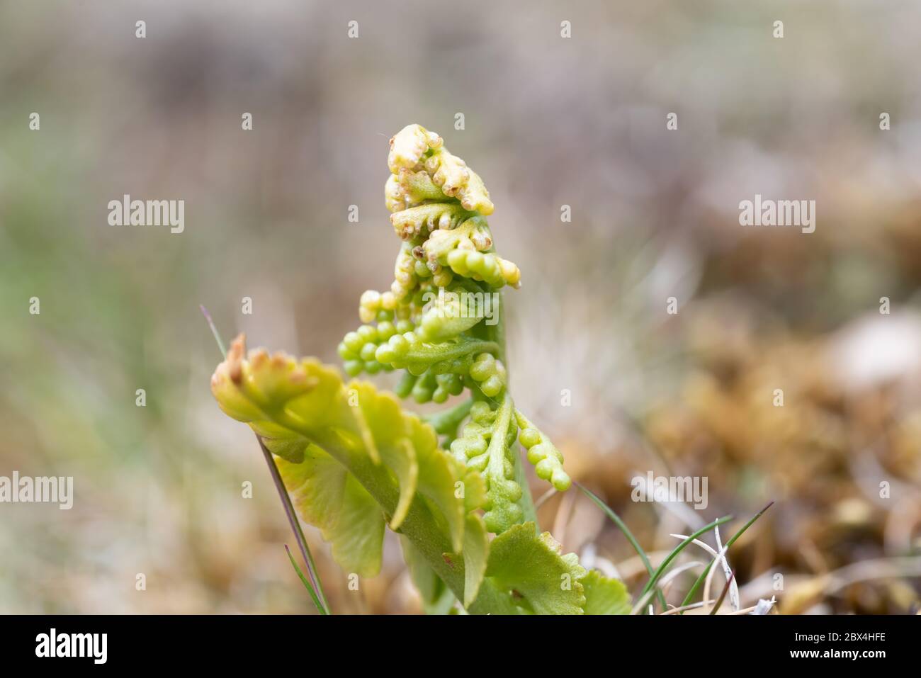 Moonwort in grassland, Botrychium lunaria Stock Photo - Alamy