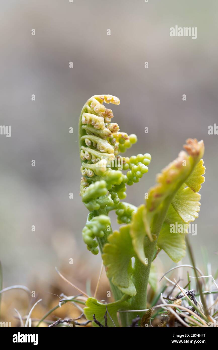 Moonwort in grassland, Botrychium lunaria Stock Photo - Alamy