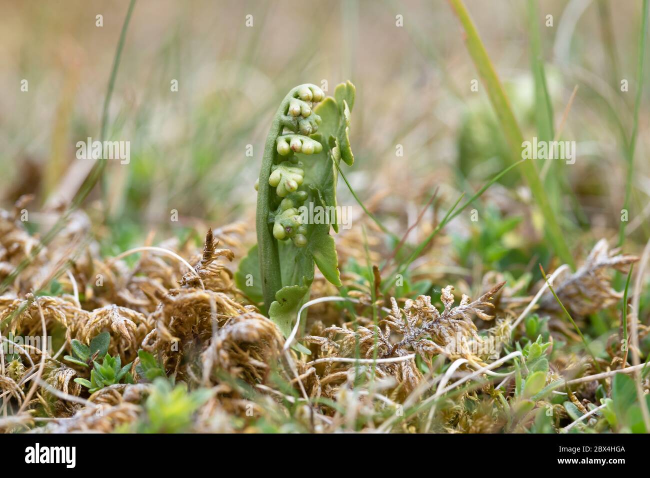 Moonwort in grassland, Botrychium lunaria Stock Photo - Alamy
