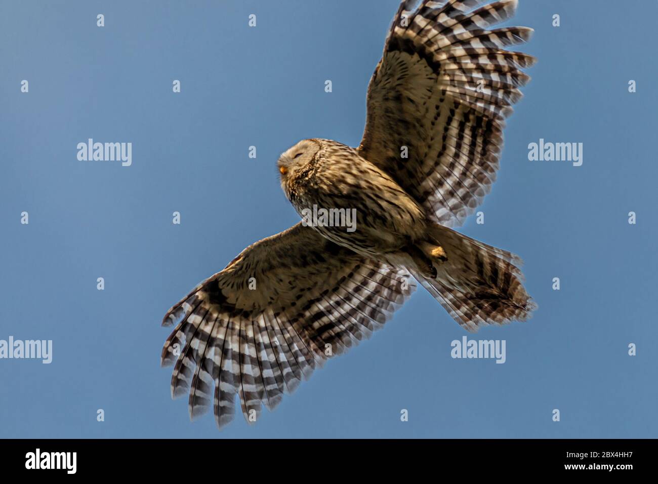 Ural owl (Strix uralensis Stock Photo - Alamy