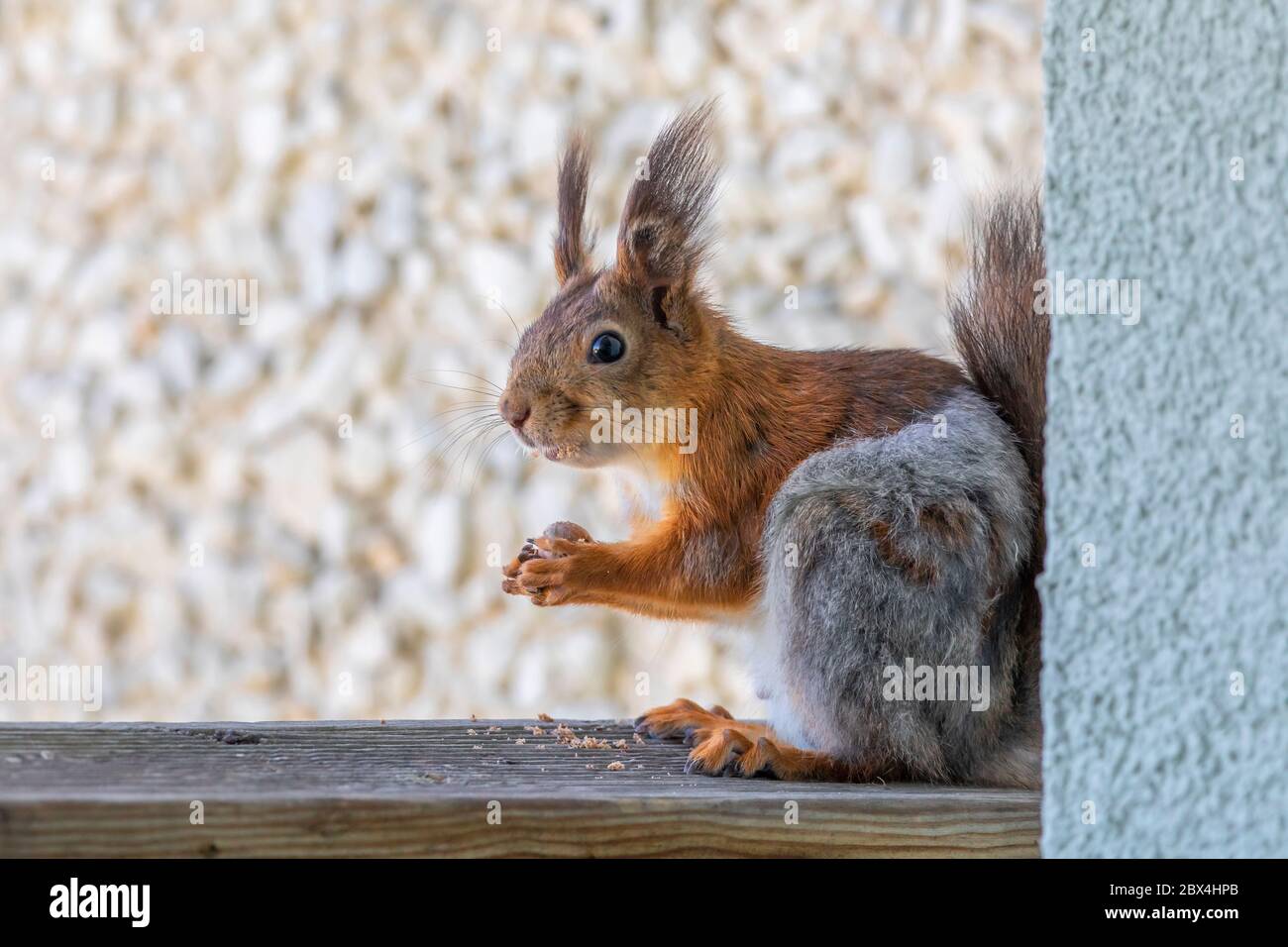 Sad Squirrel High Resolution Stock Photography and Images - Alamy
