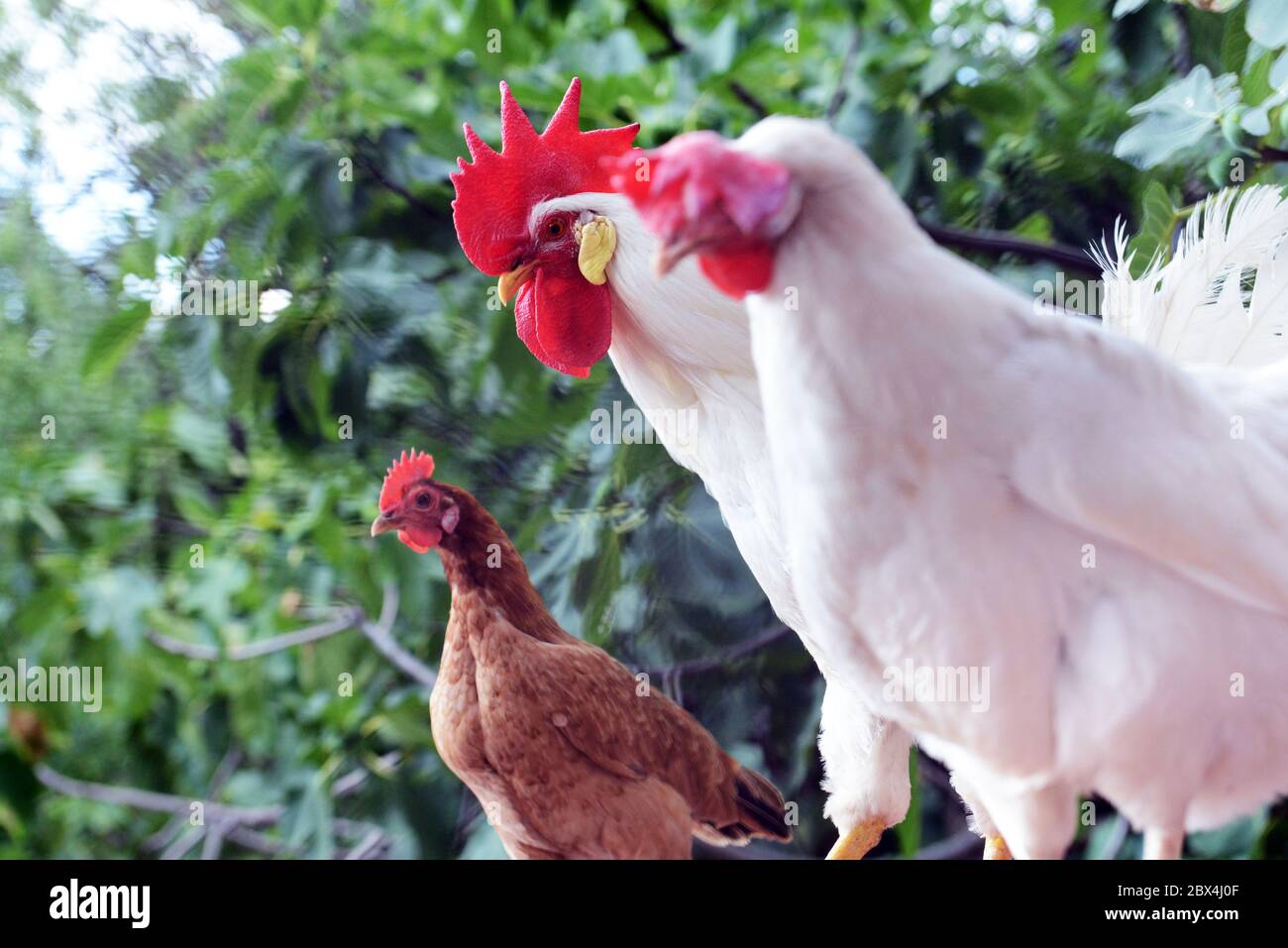 White roosters hi-res stock photography and images - Alamy