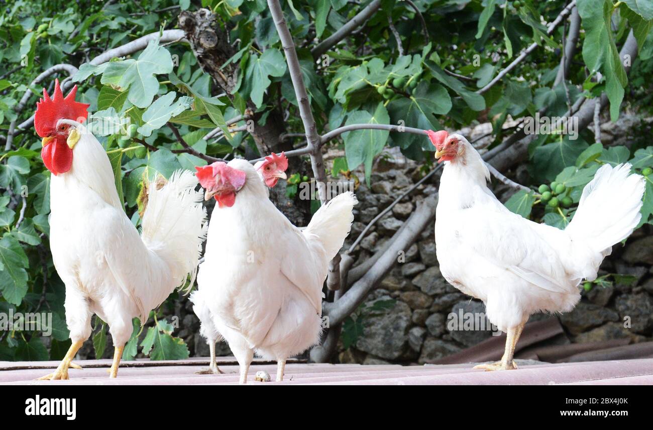 White roosters hi-res stock photography and images - Alamy
