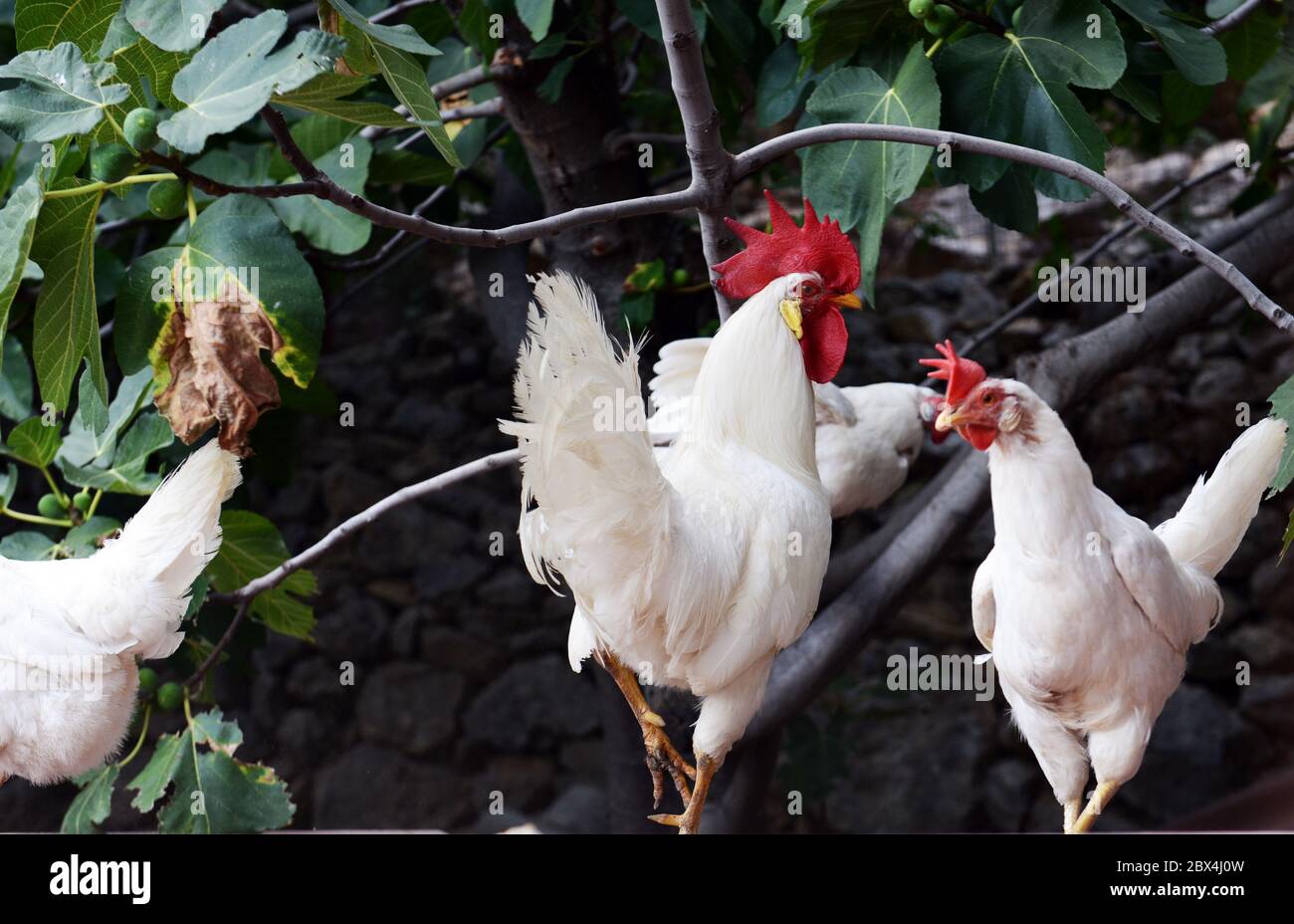 White Rooster High Resolution Stock Photography and Images - Alamy