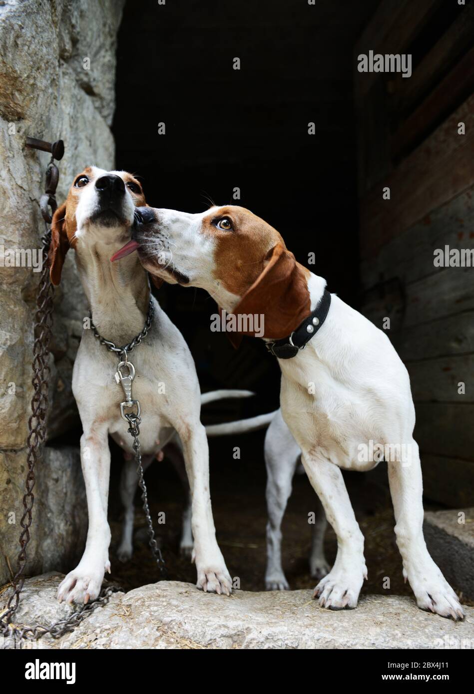 Cute dogs in love Stock Photo - Alamy