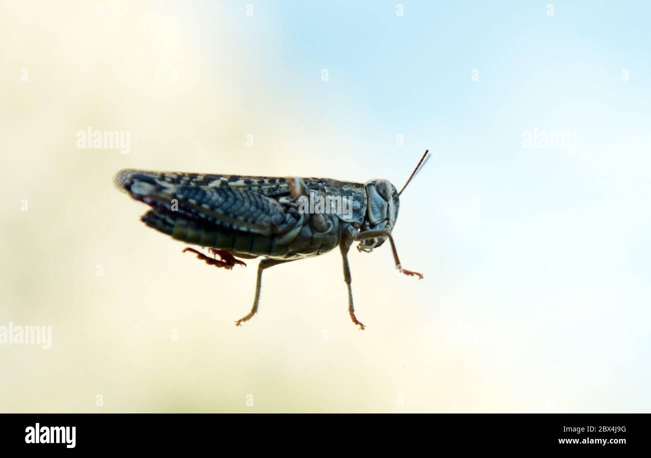Mediterranean insects hi-res stock photography and images - Alamy