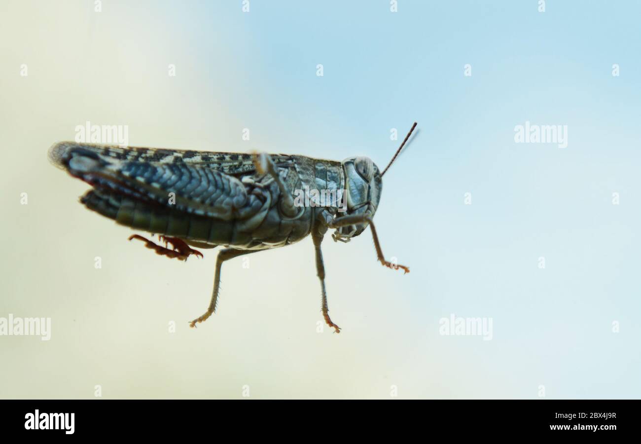 Mediterranean insects hi-res stock photography and images - Alamy