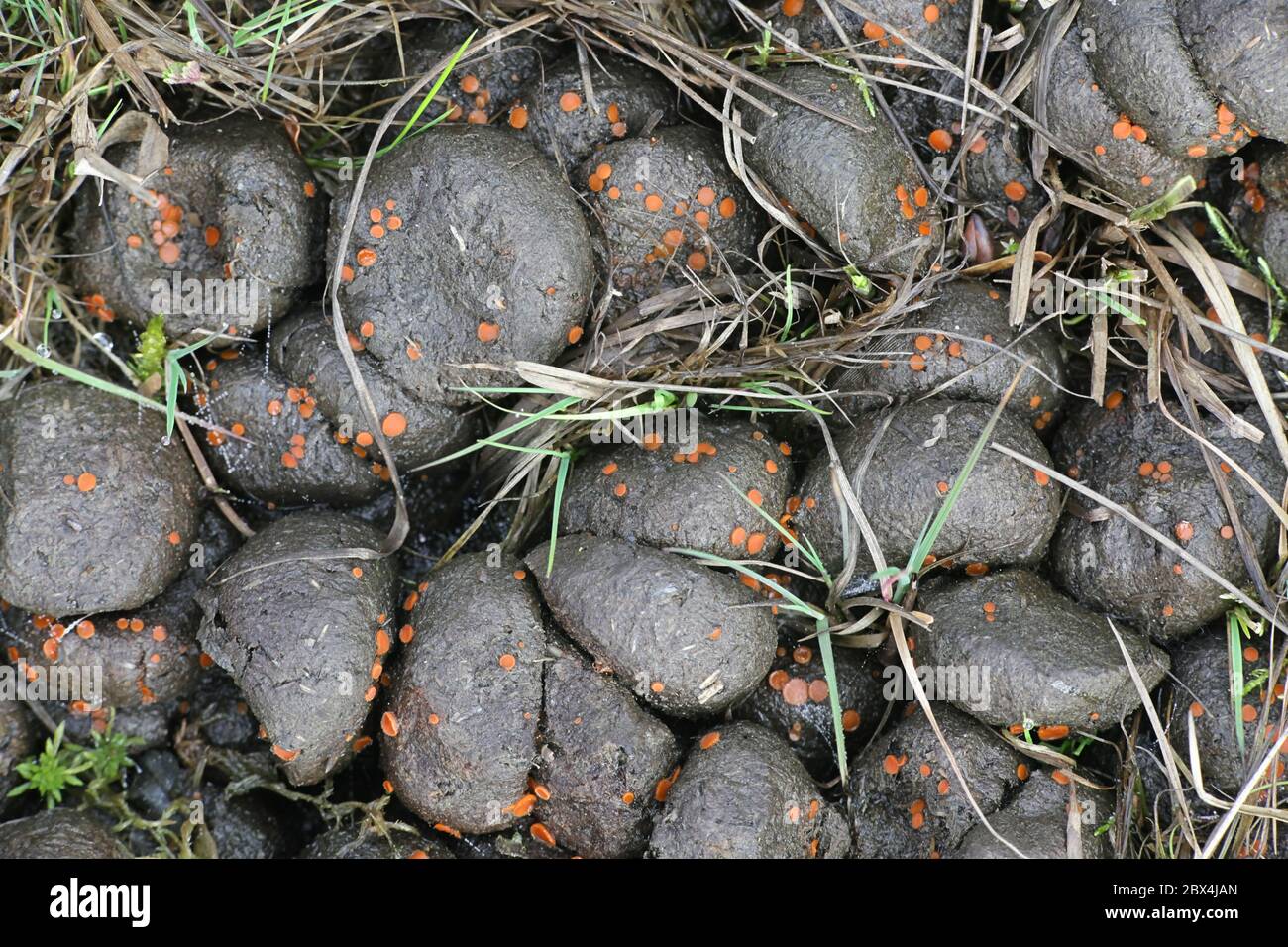 Moose droppings hi-res stock photography and images - Alamy