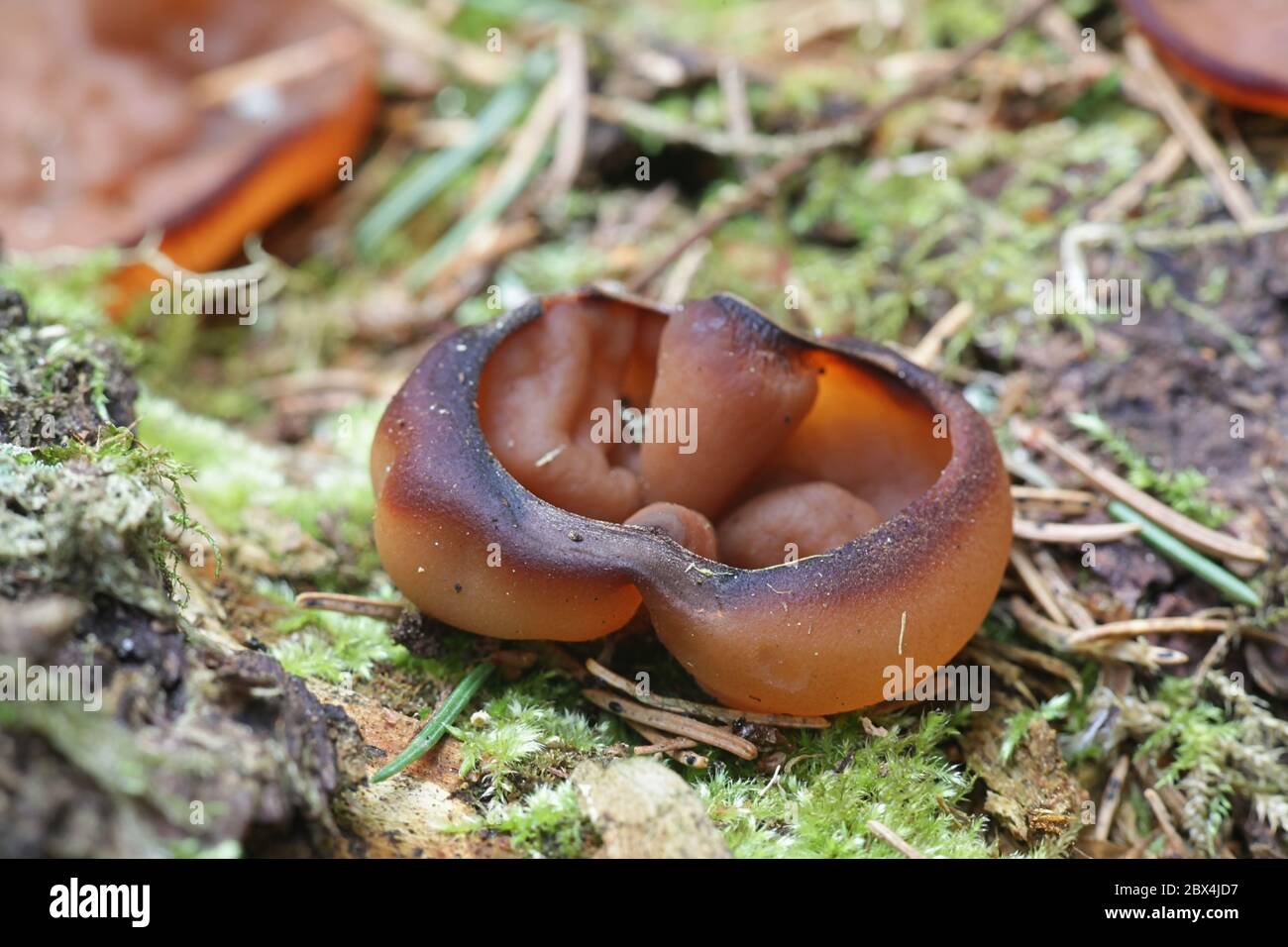 Discina perlata, known as pig's ears, wild fungus from Finland Stock ...
