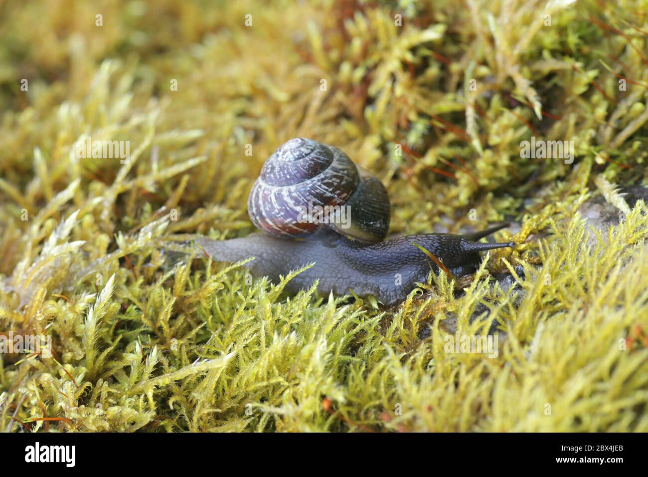 Arianta arbustorum, a land snail known as the copse snail, a ...