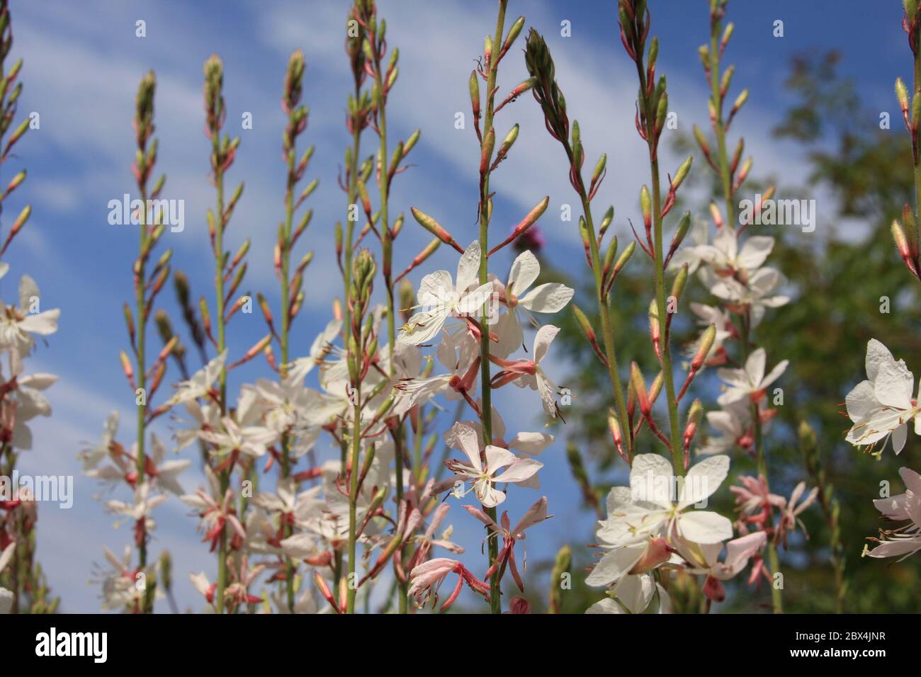Gaura lindheimeri the bride hi-res stock photography and images - Alamy
